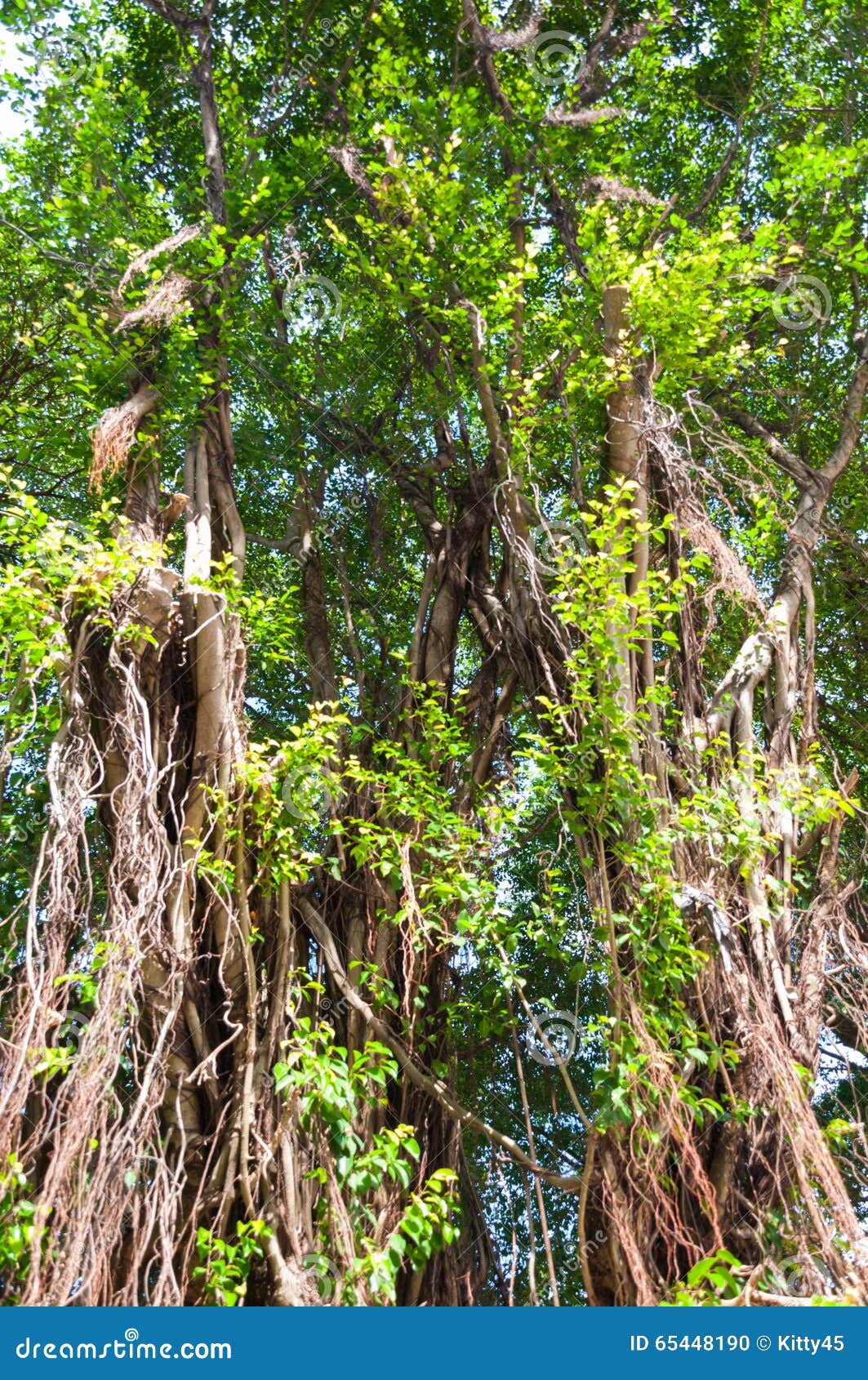 Ramas del baniano foto de archivo. Imagen de asia, verde - 65448190