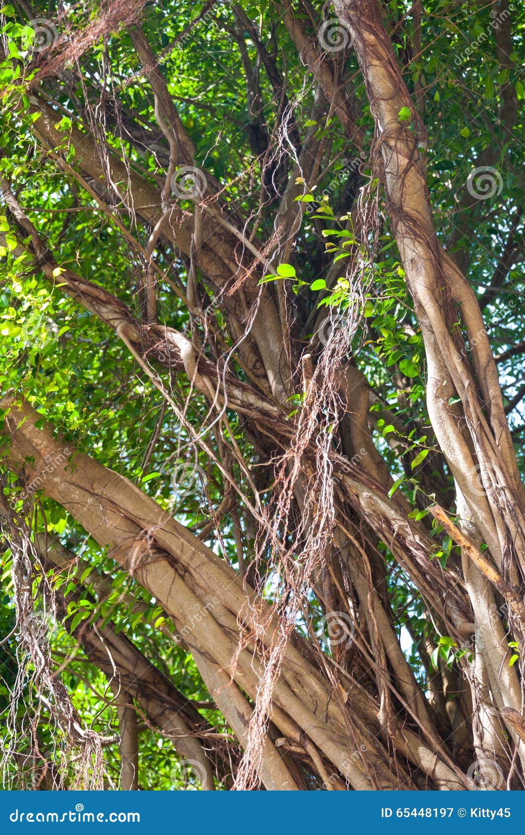 Ramas del baniano imagen de archivo. Imagen de paisaje - 65448197