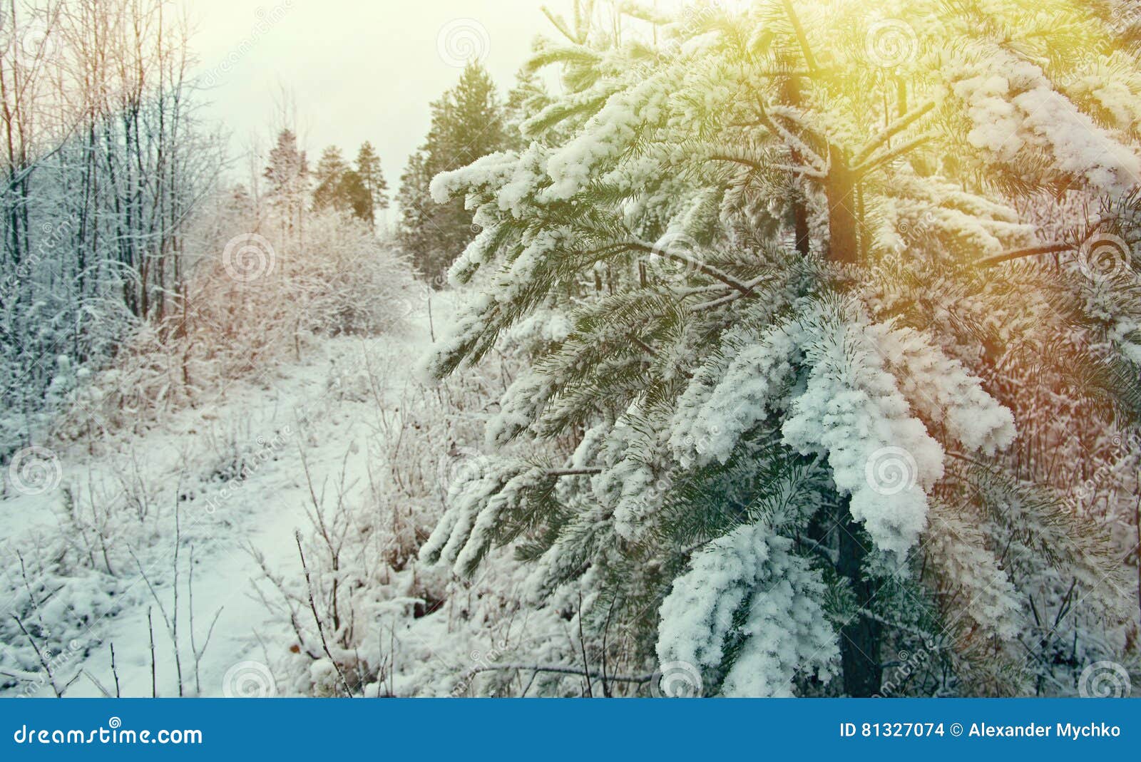 Ramas Del Pruce Bosque Nevado Foto de archivo - Imagen de nieve, madera ...
