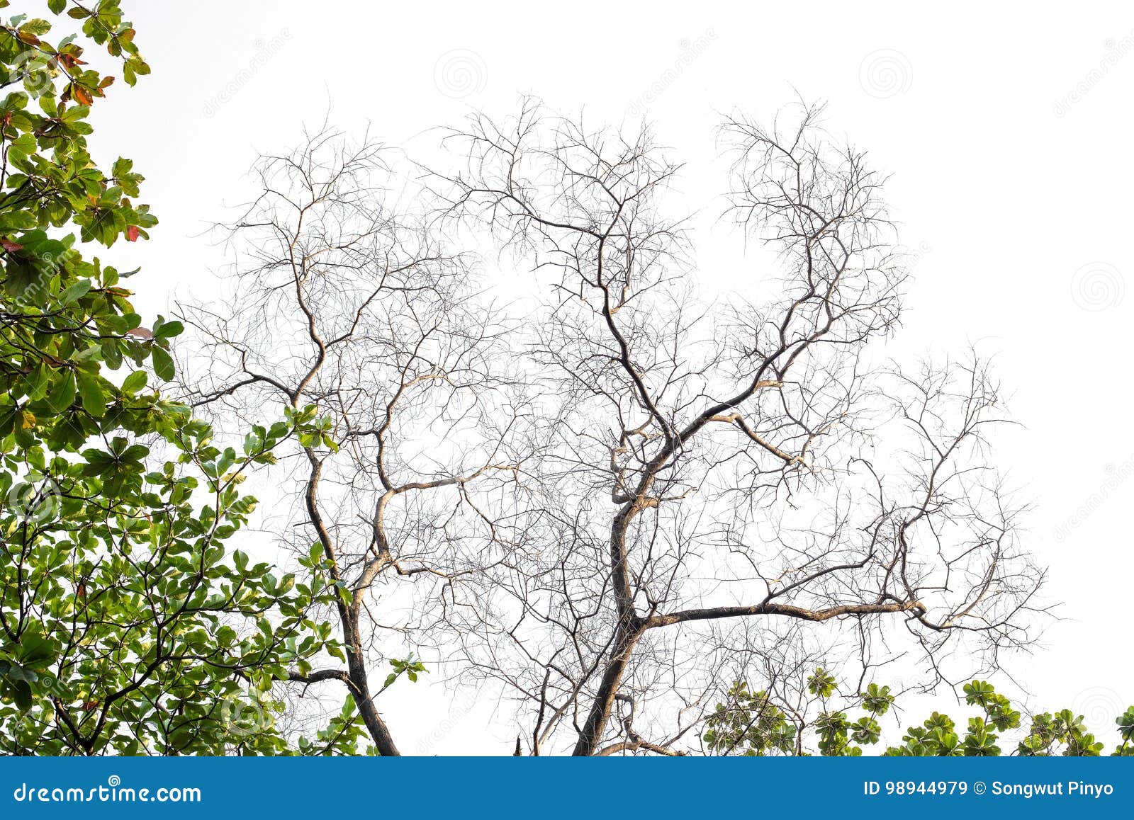 Ramas en un fondo blanco imagen de archivo. Imagen de exterior - 98944979