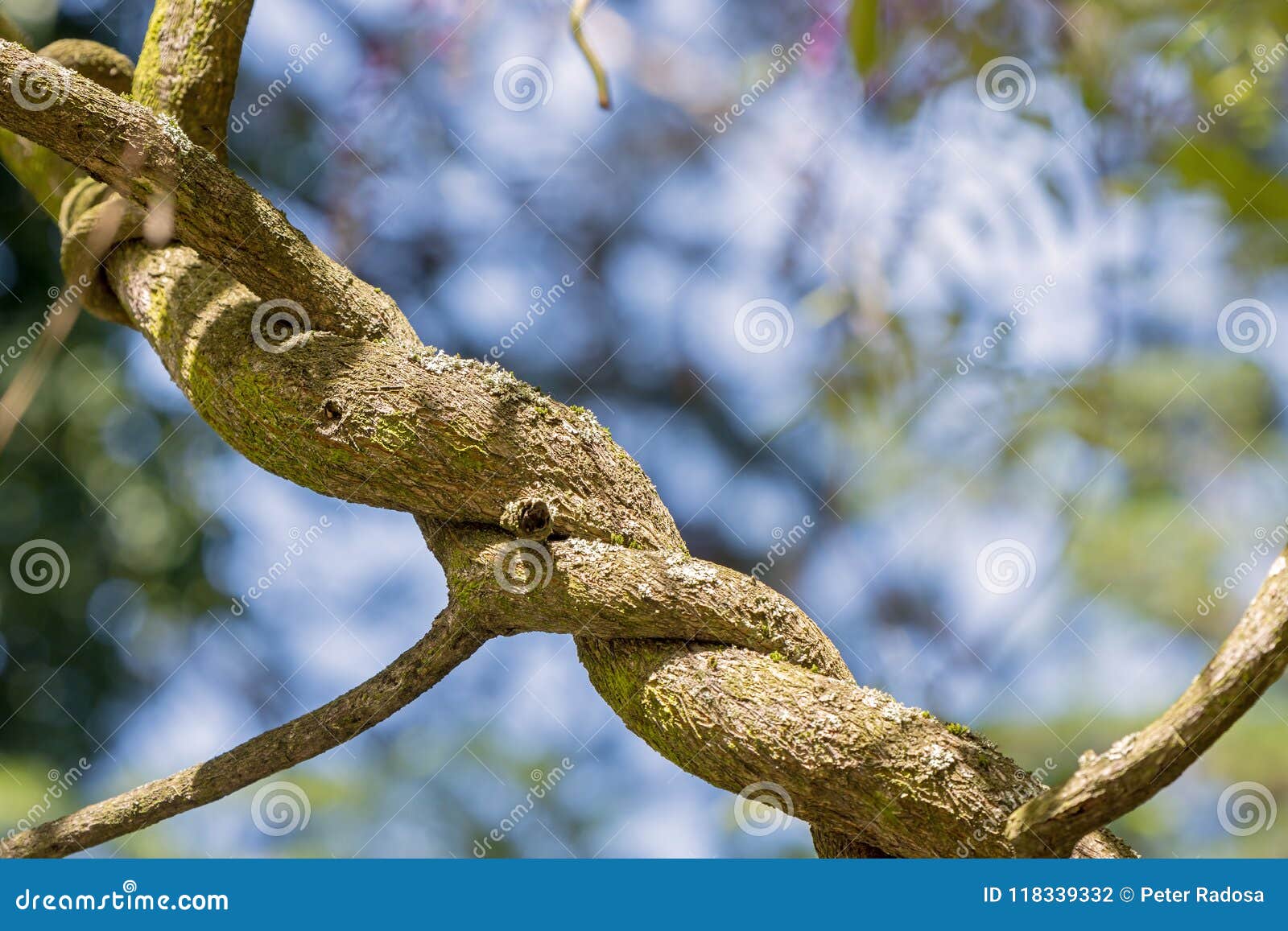 Ramas Entrelazadas Con Uno a Foto de archivo - Imagen de silueta, verde ...