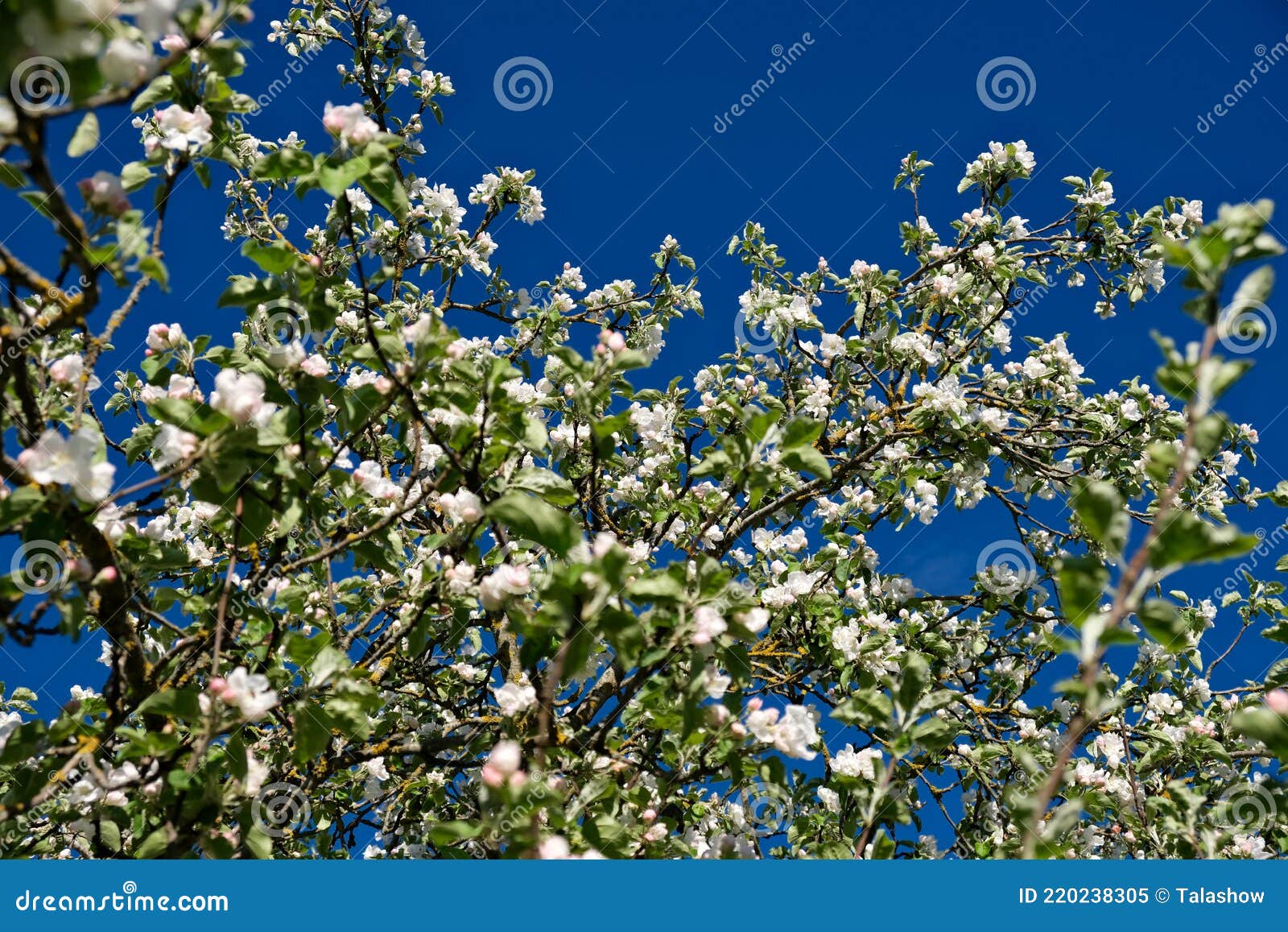 Ramas Floridas De Un Manzano Imagen de archivo - Imagen de delicado ...