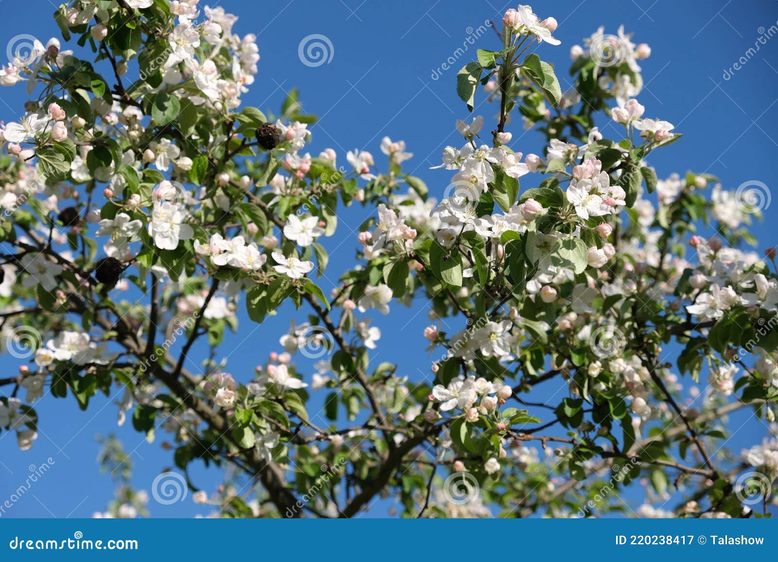 Ramas Floridas De Un Manzano Imagen de archivo - Imagen de ...