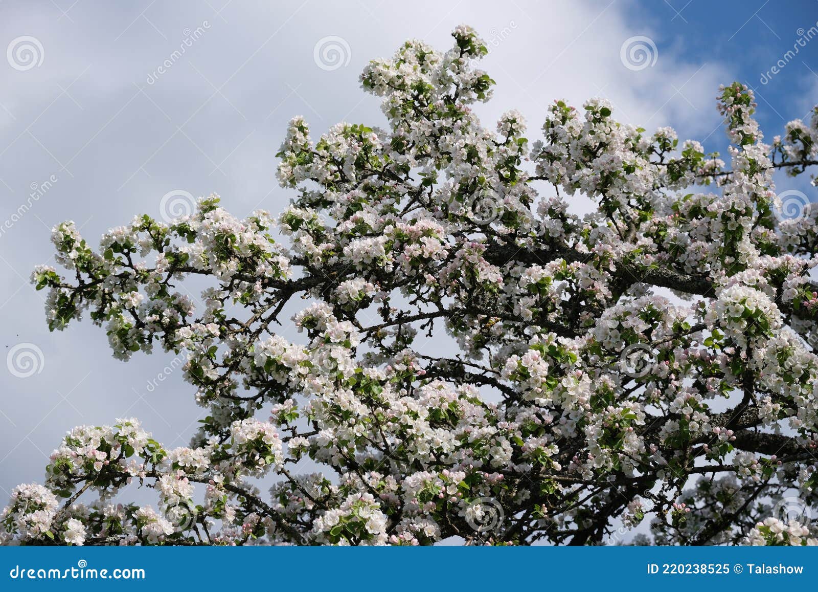 Ramas Floridas De Un Manzano Imagen de archivo - Imagen de pureza ...