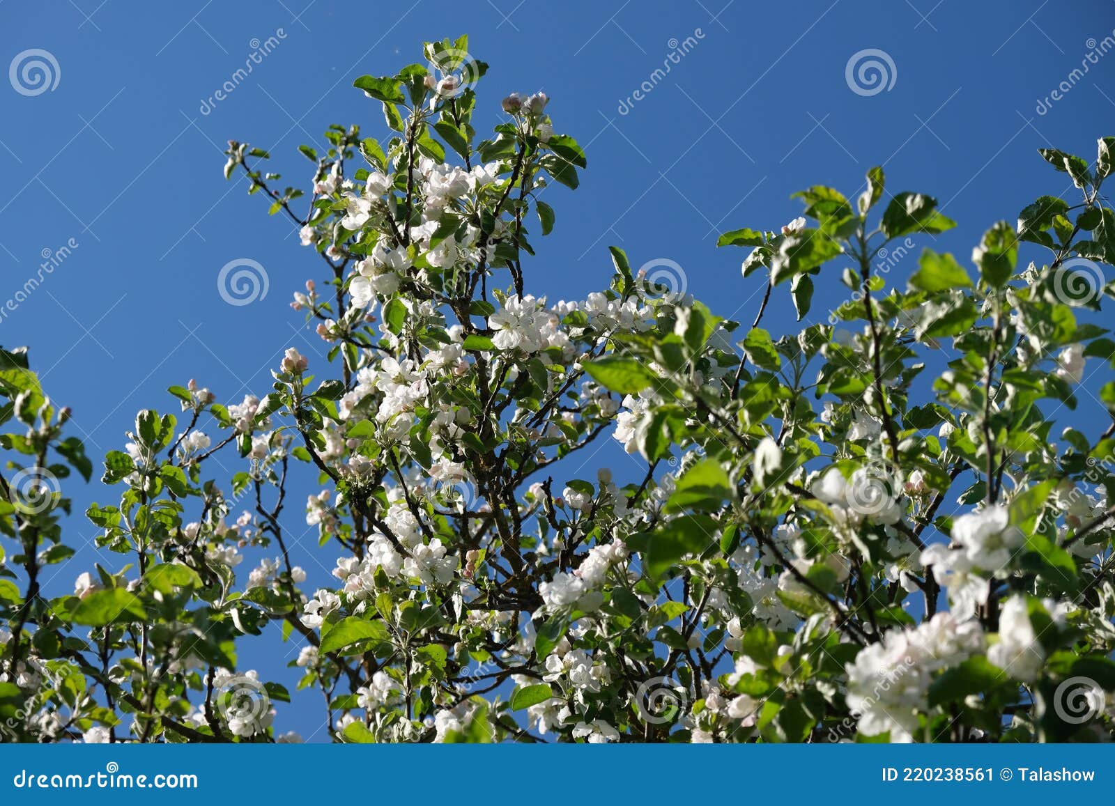 Ramas Floridas De Un Manzano Imagen de archivo - Imagen de cubo ...
