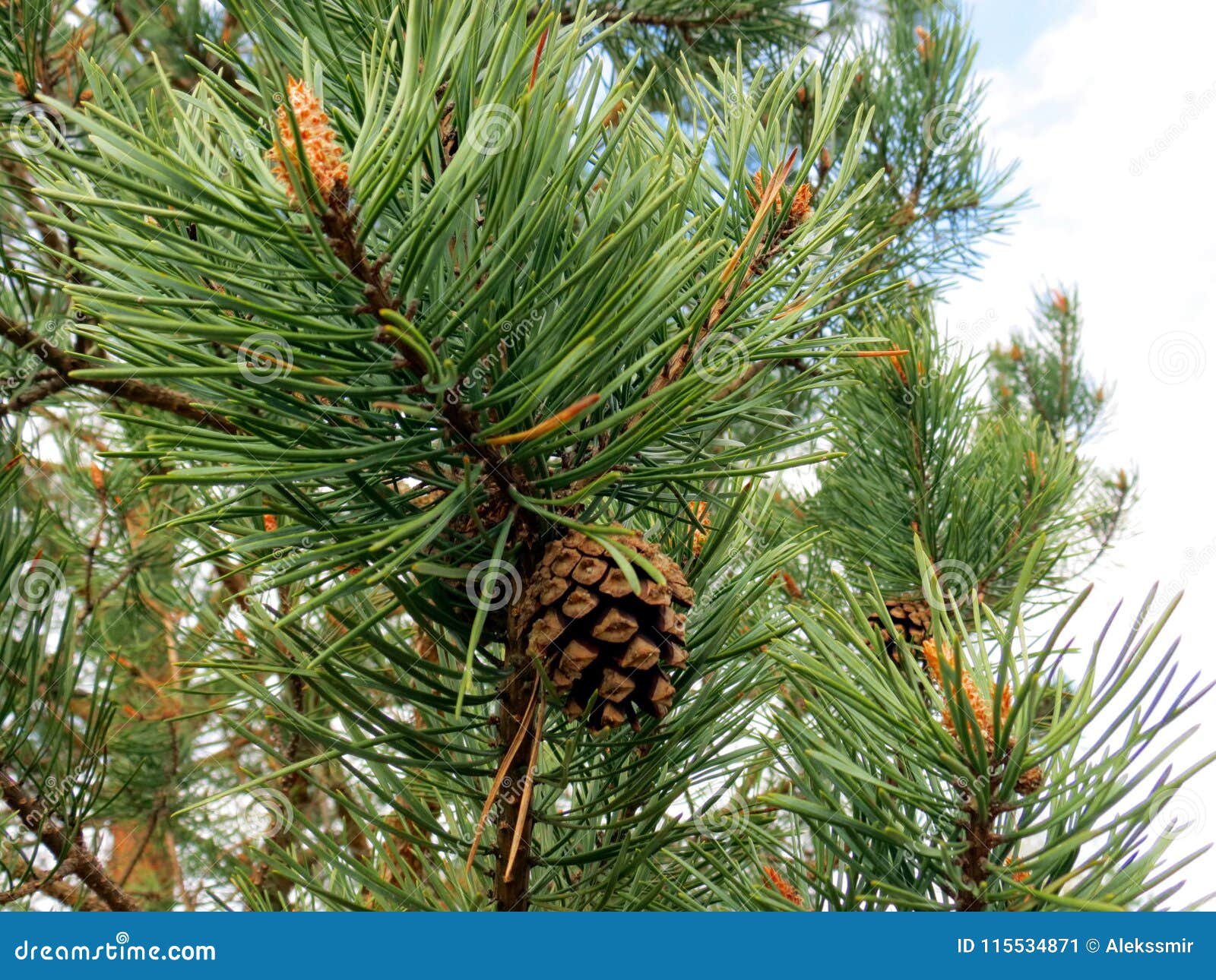 Ramas Imperecederas De Pinos Con Los Conos Imagen de archivo - Imagen ...