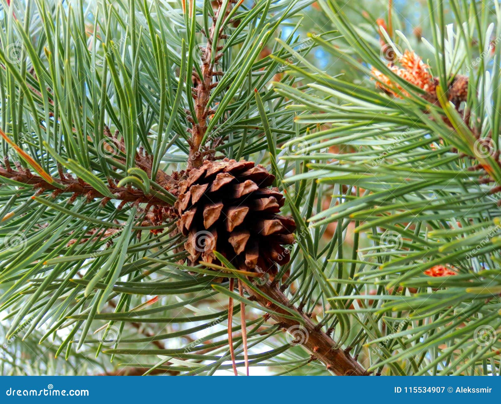 Ramas Imperecederas De Pinos Con Los Conos Imagen de archivo - Imagen ...
