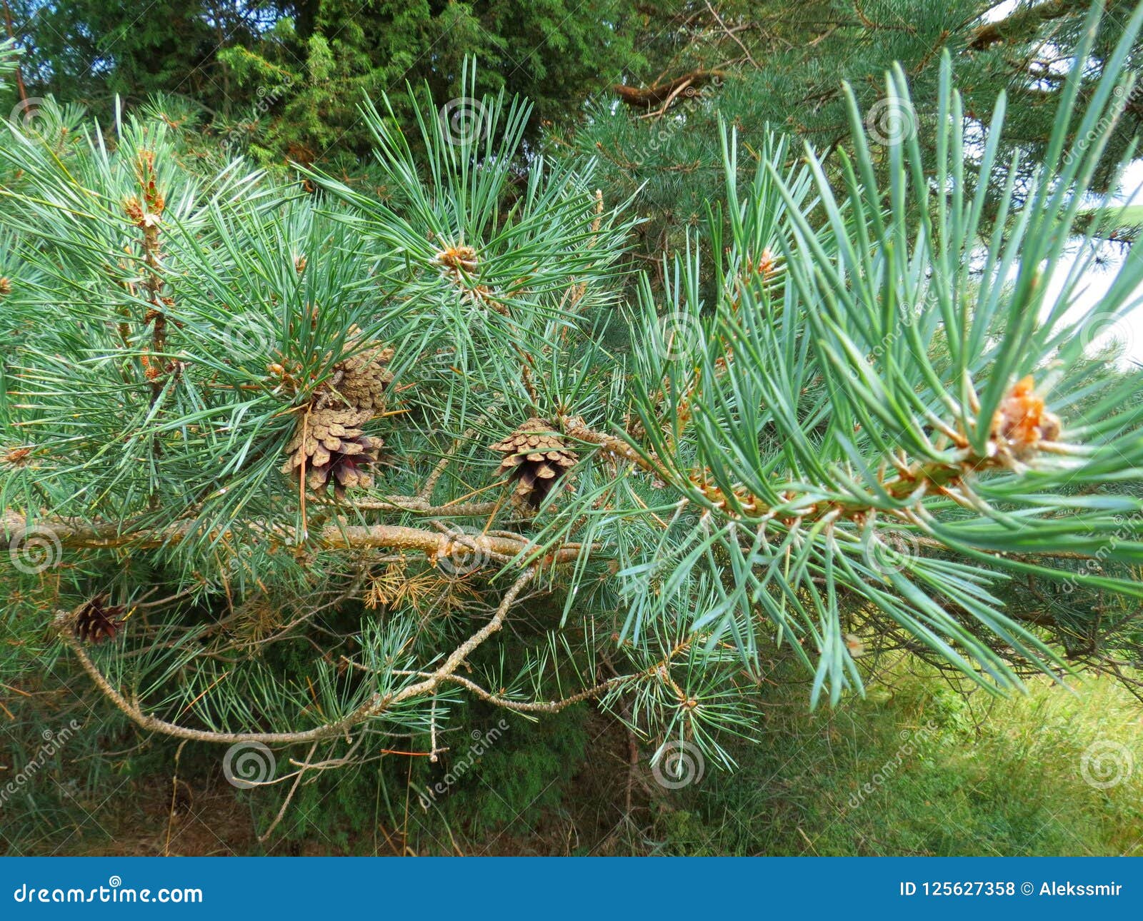 Ramas Imperecederas De Pinos Con Los Conos Foto de archivo - Imagen de ...