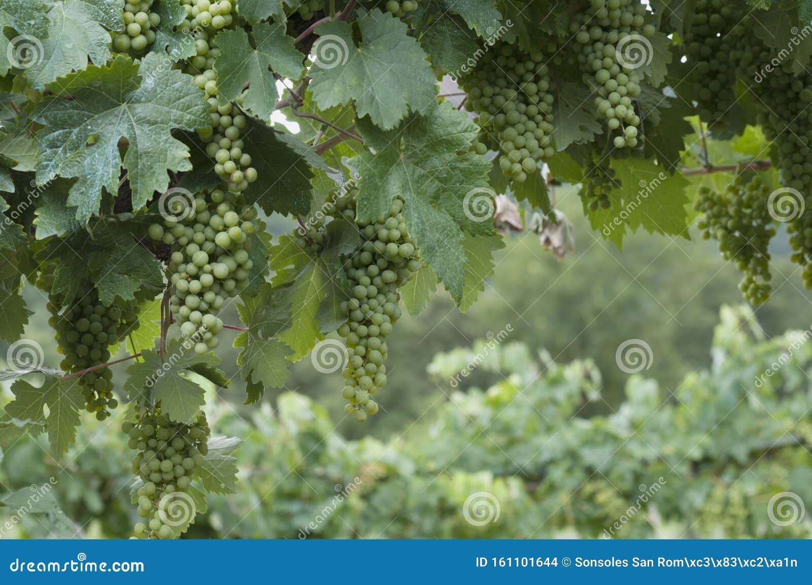 Ramas llenas de uva foto de archivo. Imagen de alimento - 161101644
