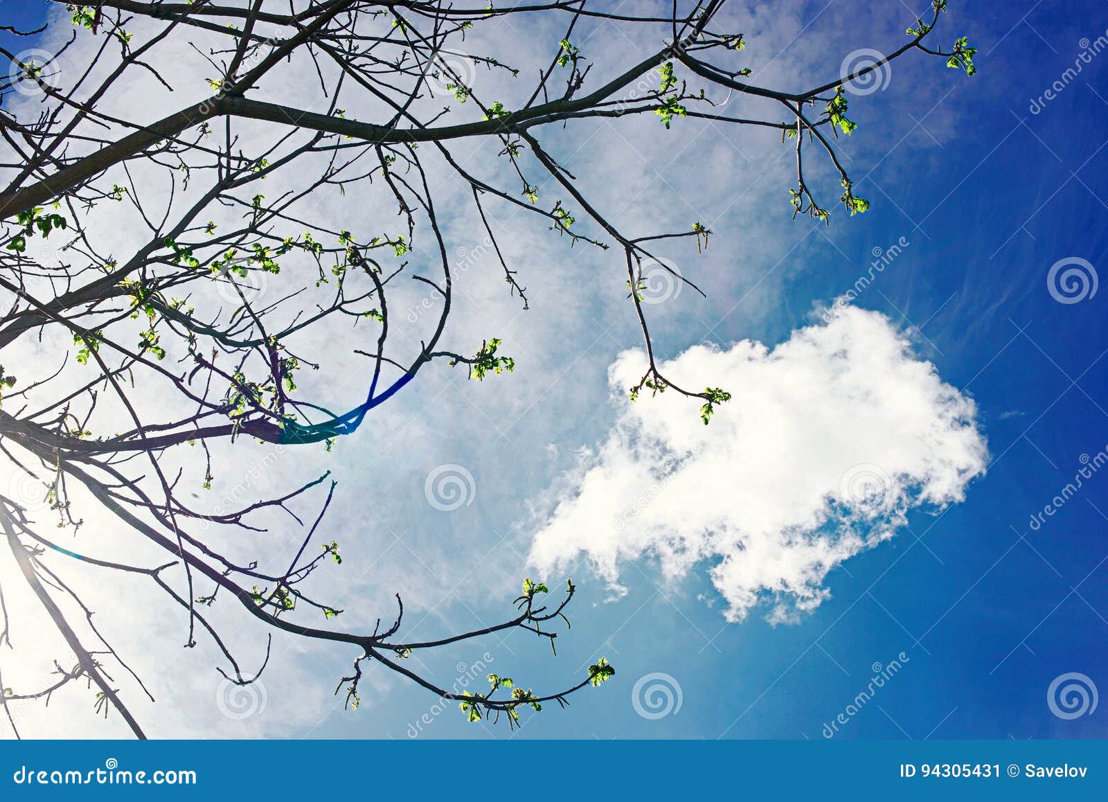 Ramas, Nube Y Resplandor De La Nuez Imagen de archivo - Imagen de nube ...
