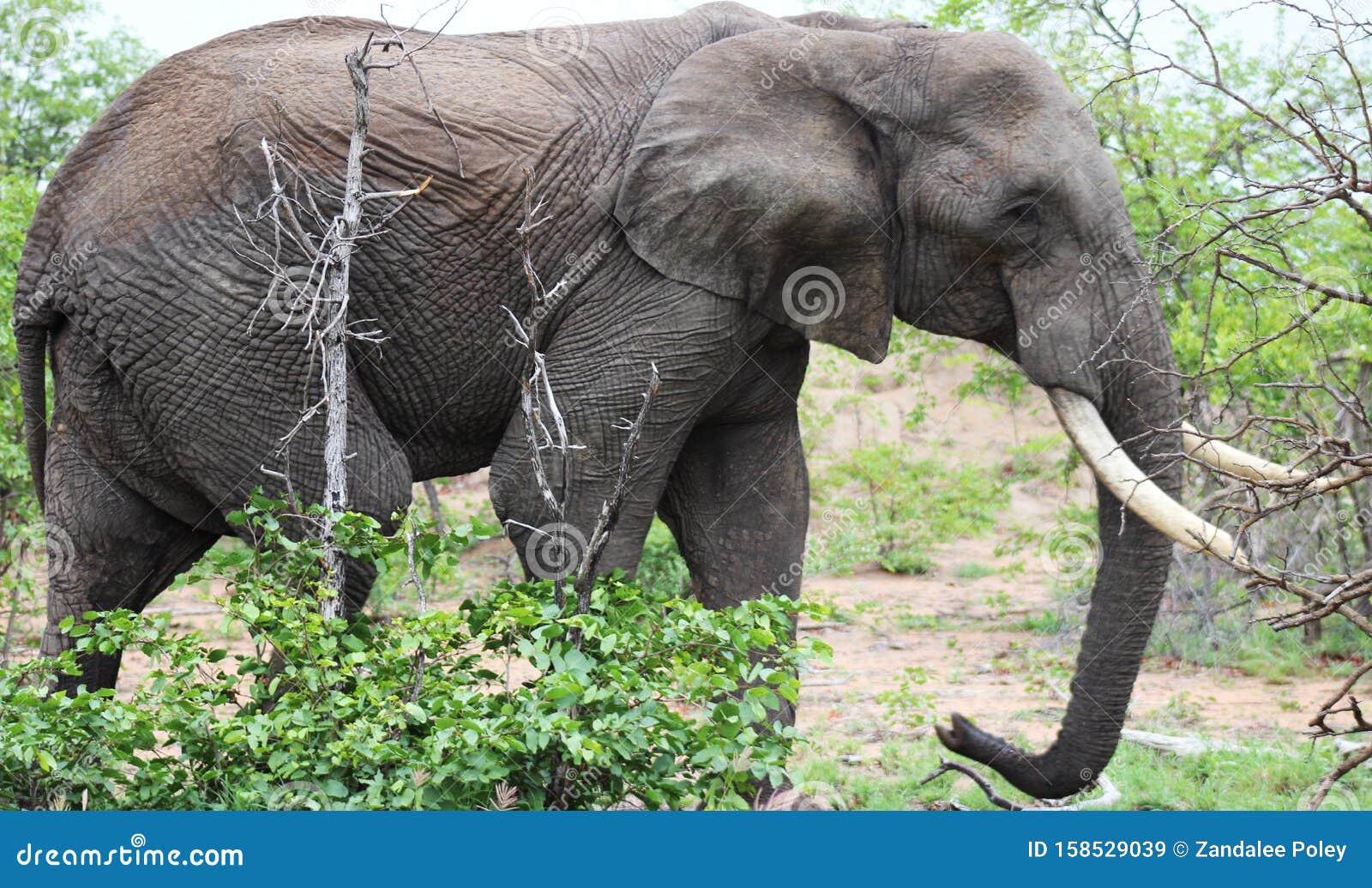 Ramas Para Romper El Toro Macho Imagen de archivo - Imagen de come ...