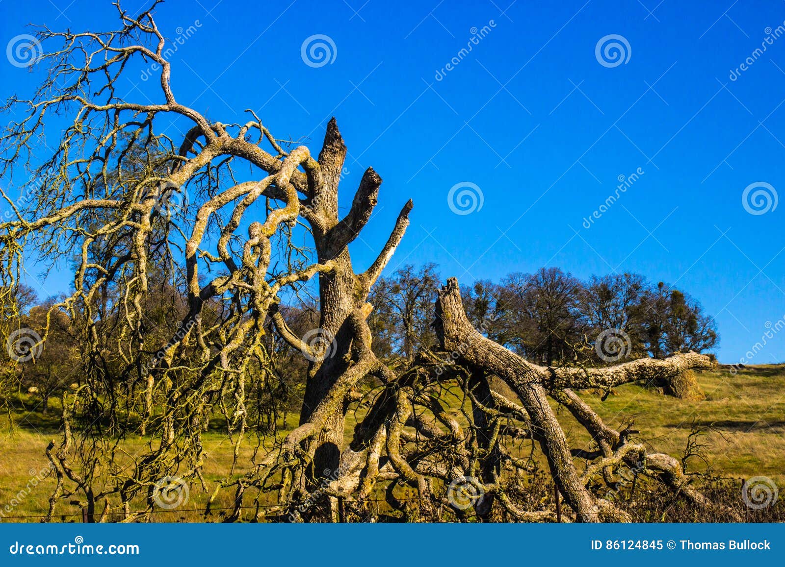 Ramas Rotas Torcidas En El Roble Imagen de archivo - Imagen de hierba ...
