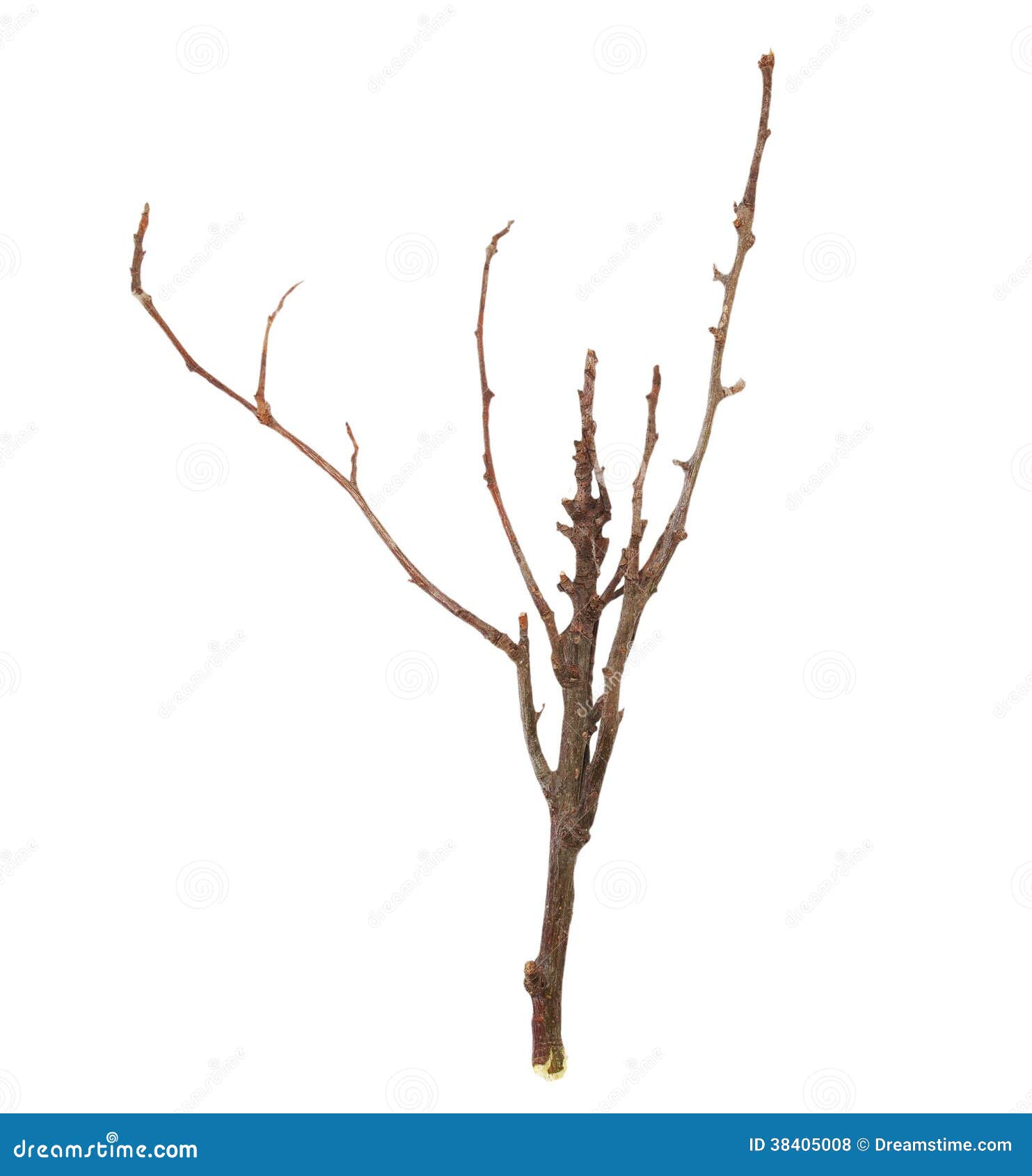 Ramas Secas Aisladas En Blanco Foto de archivo - Imagen de fondo, liso ...