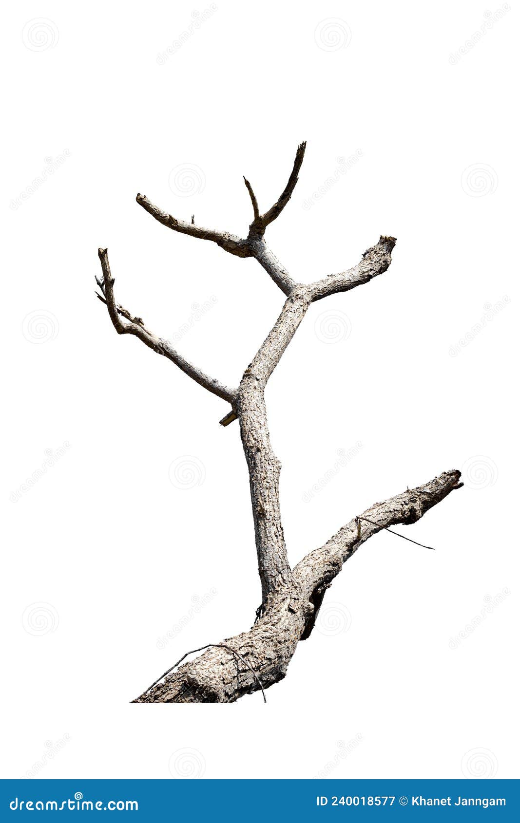 Ramas secas aisladas imagen de archivo. Imagen de cubo - 240018577