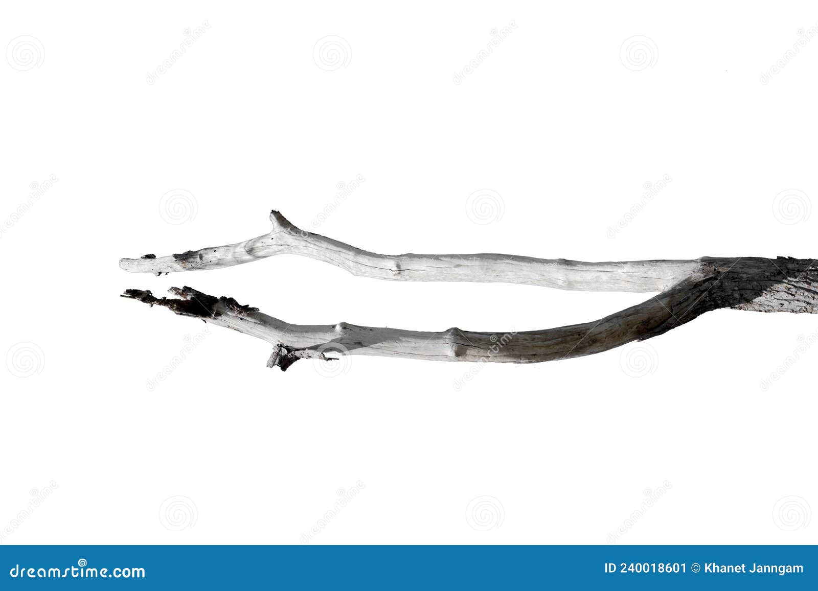 Ramas secas aisladas imagen de archivo. Imagen de tronco - 240018601