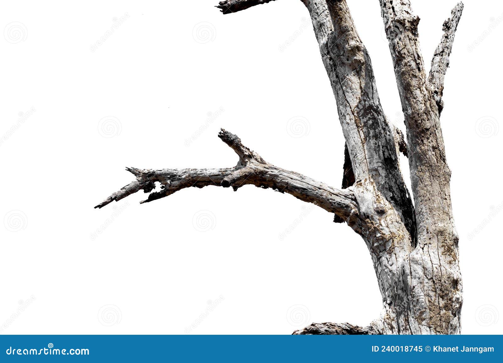 Ramas secas aisladas imagen de archivo. Imagen de corteza - 240018745