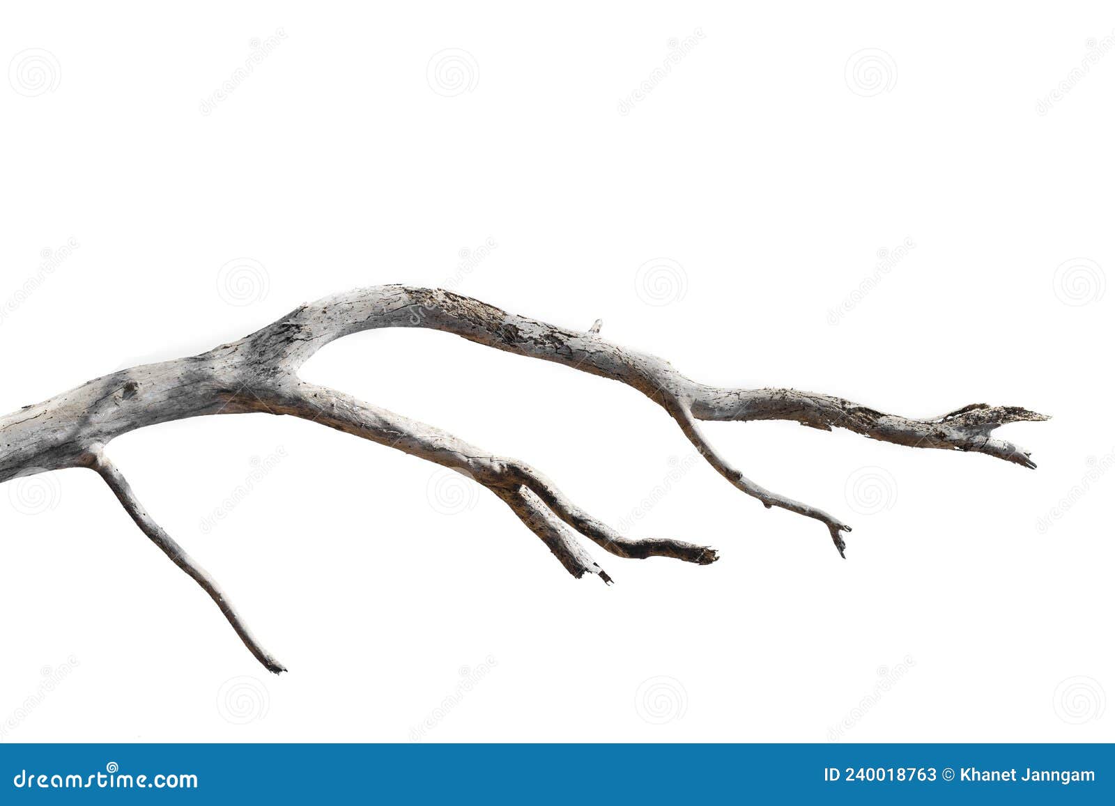 Ramas secas aisladas imagen de archivo. Imagen de exterior - 240018763