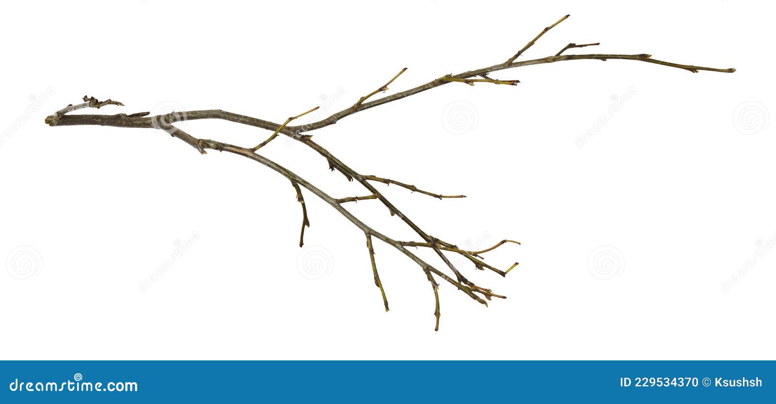 Ramas secas aisladas foto de archivo. Imagen de resistido - 229534370