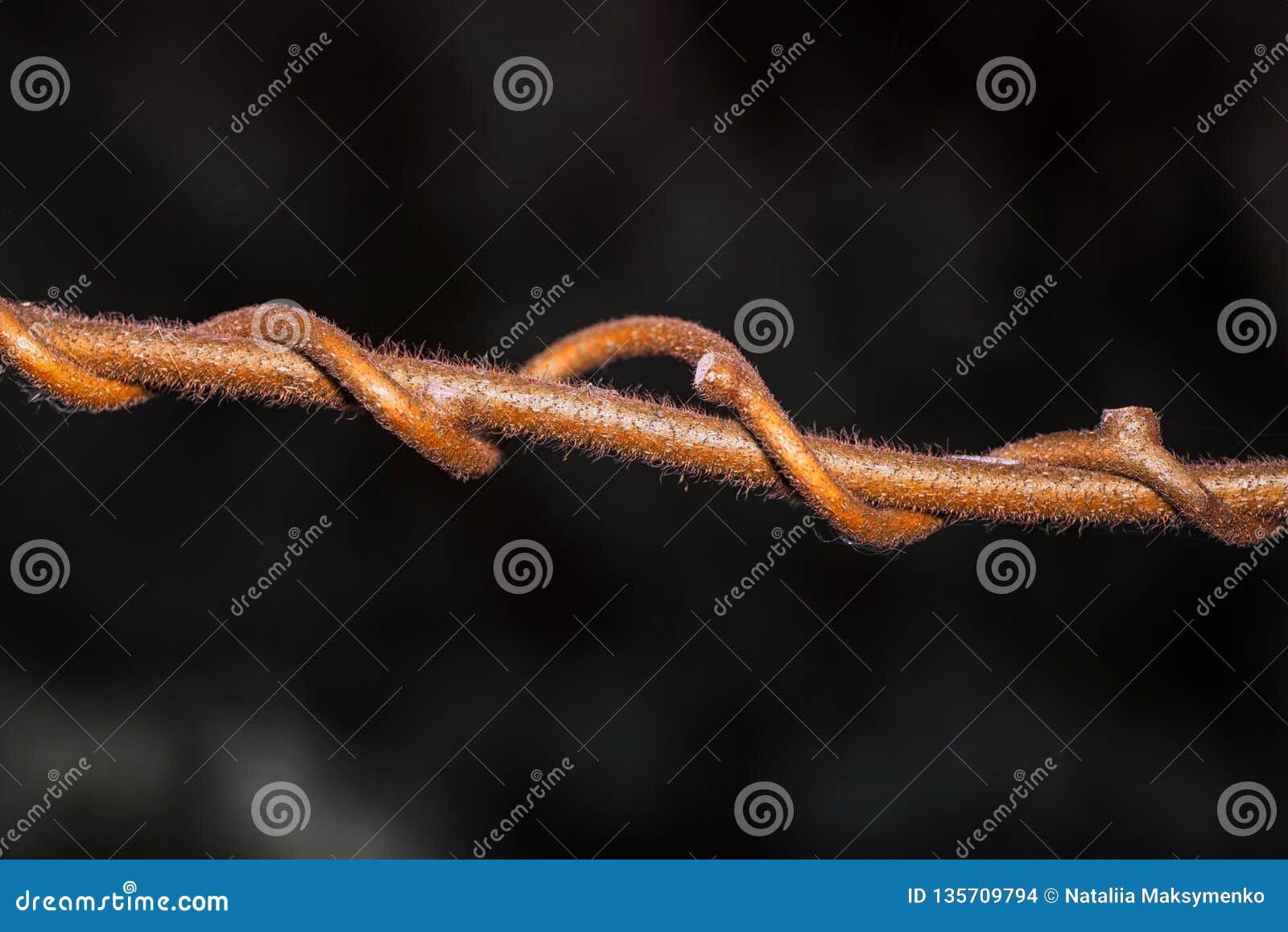 Ramas Torcidas De Arbustos Fondo De Las Ramas Torcidas Foto de archivo ...