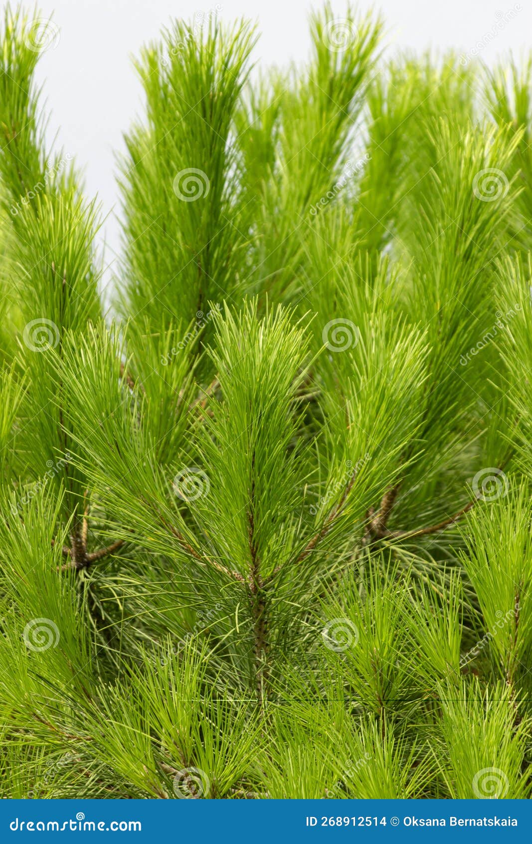 Ramas Verdes De Pino Como Fondo Foto de archivo - Imagen de aroma ...