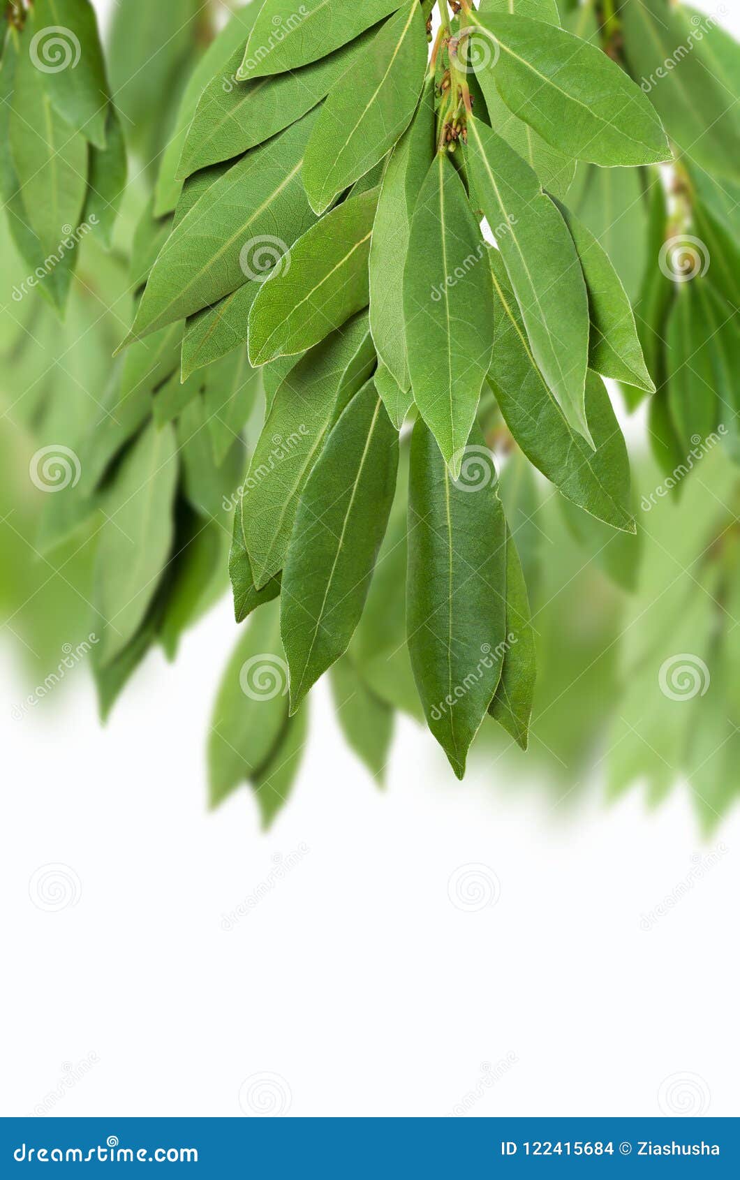 Ramas verdes del laurel foto de archivo. Imagen de color - 122415684