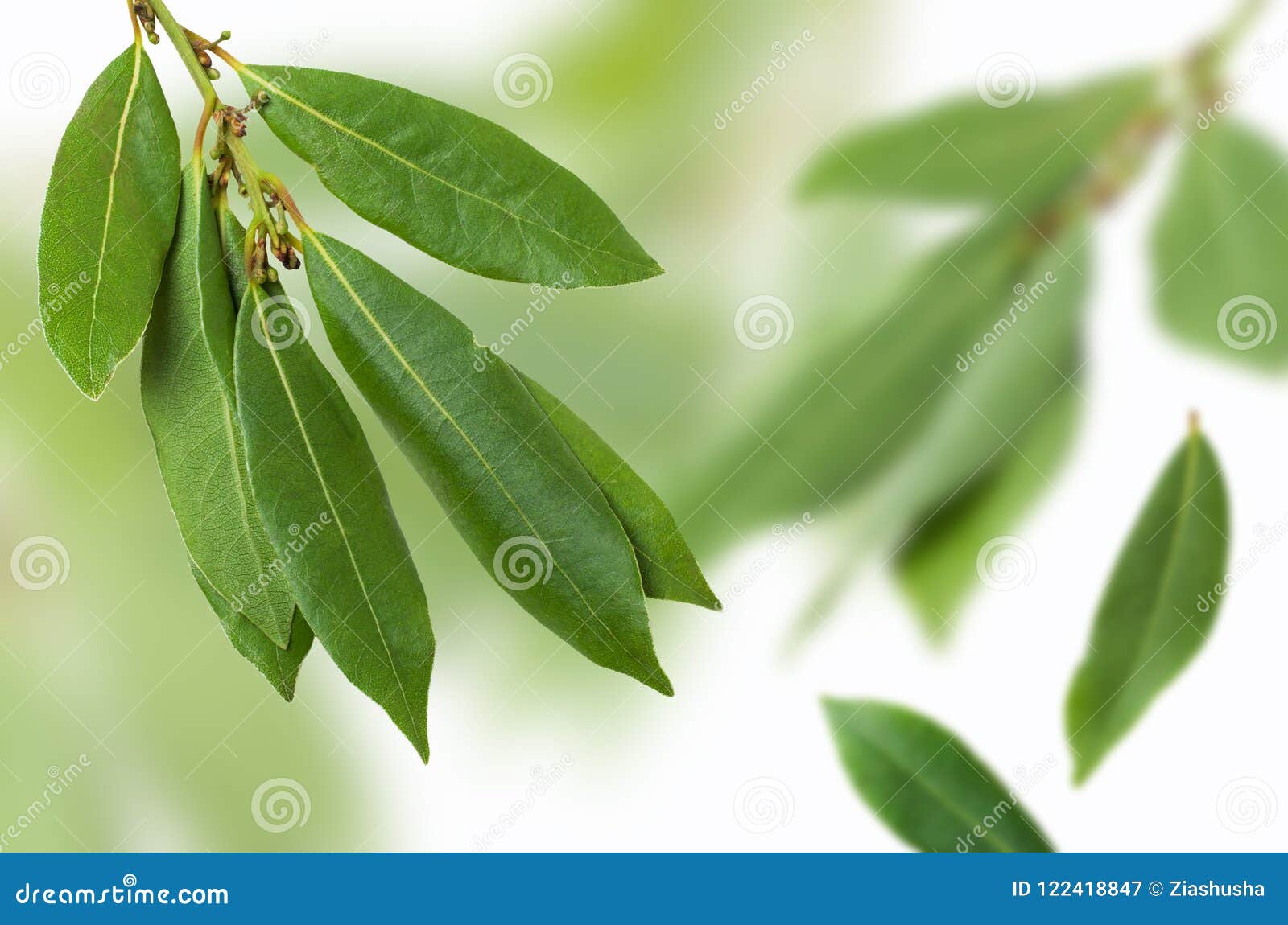 Ramas verdes del laurel imagen de archivo. Imagen de herbario - 122418847