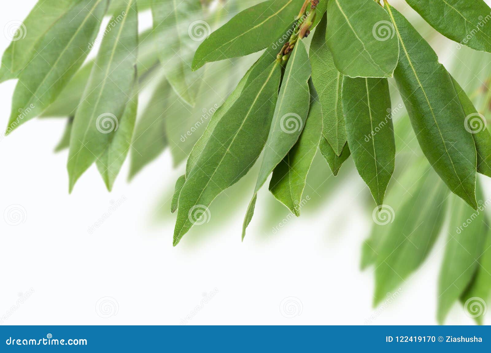 Ramas verdes del laurel foto de archivo. Imagen de brote - 122419170