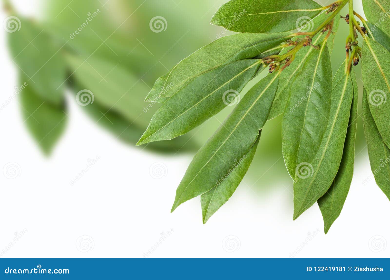 Ramas verdes del laurel imagen de archivo. Imagen de material - 122419181