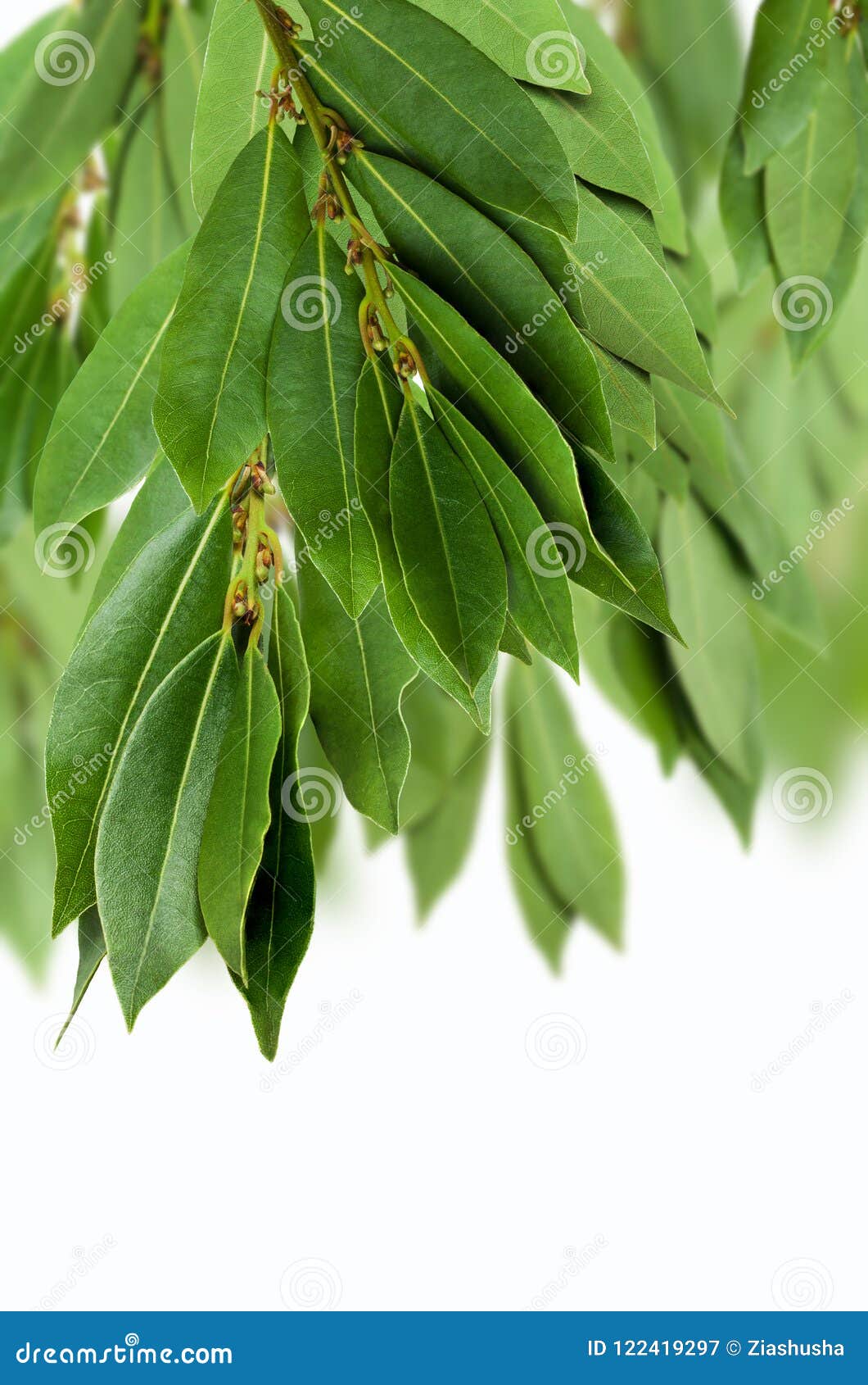 Ramas verdes del laurel imagen de archivo. Imagen de aislado - 122419297