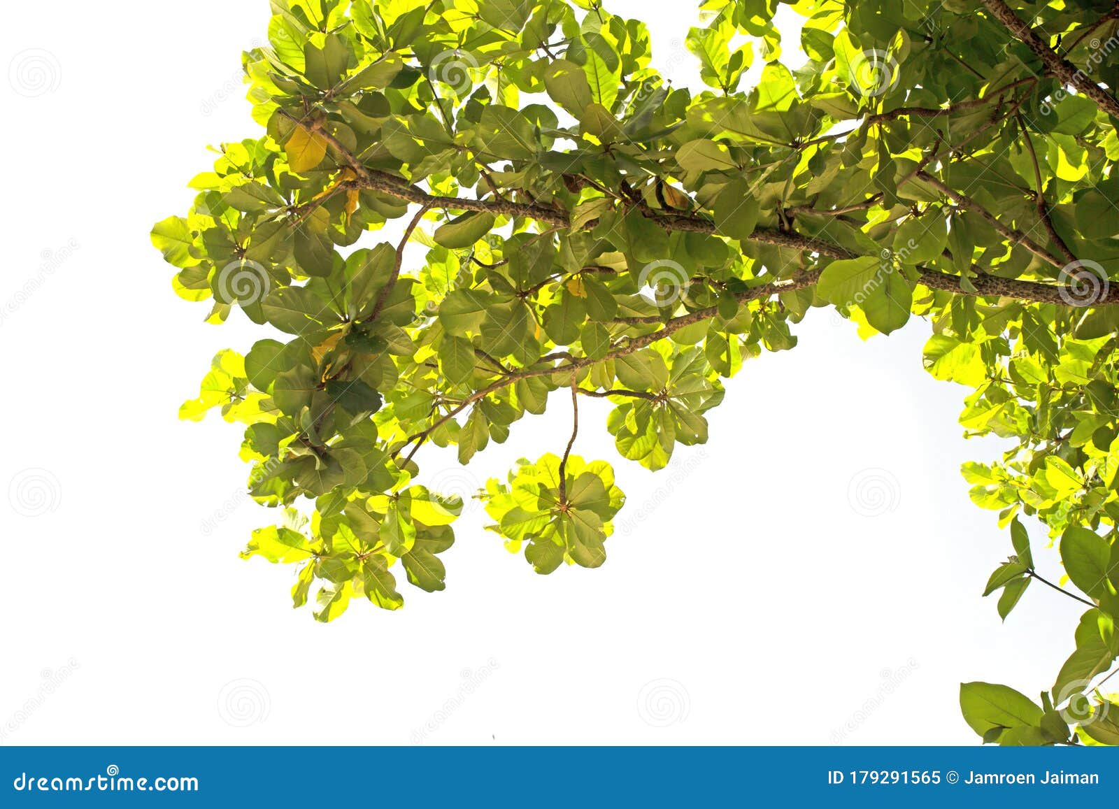 Ramas Verdes Sobre Fondo Blanco Imagen de archivo - Imagen de detalle ...