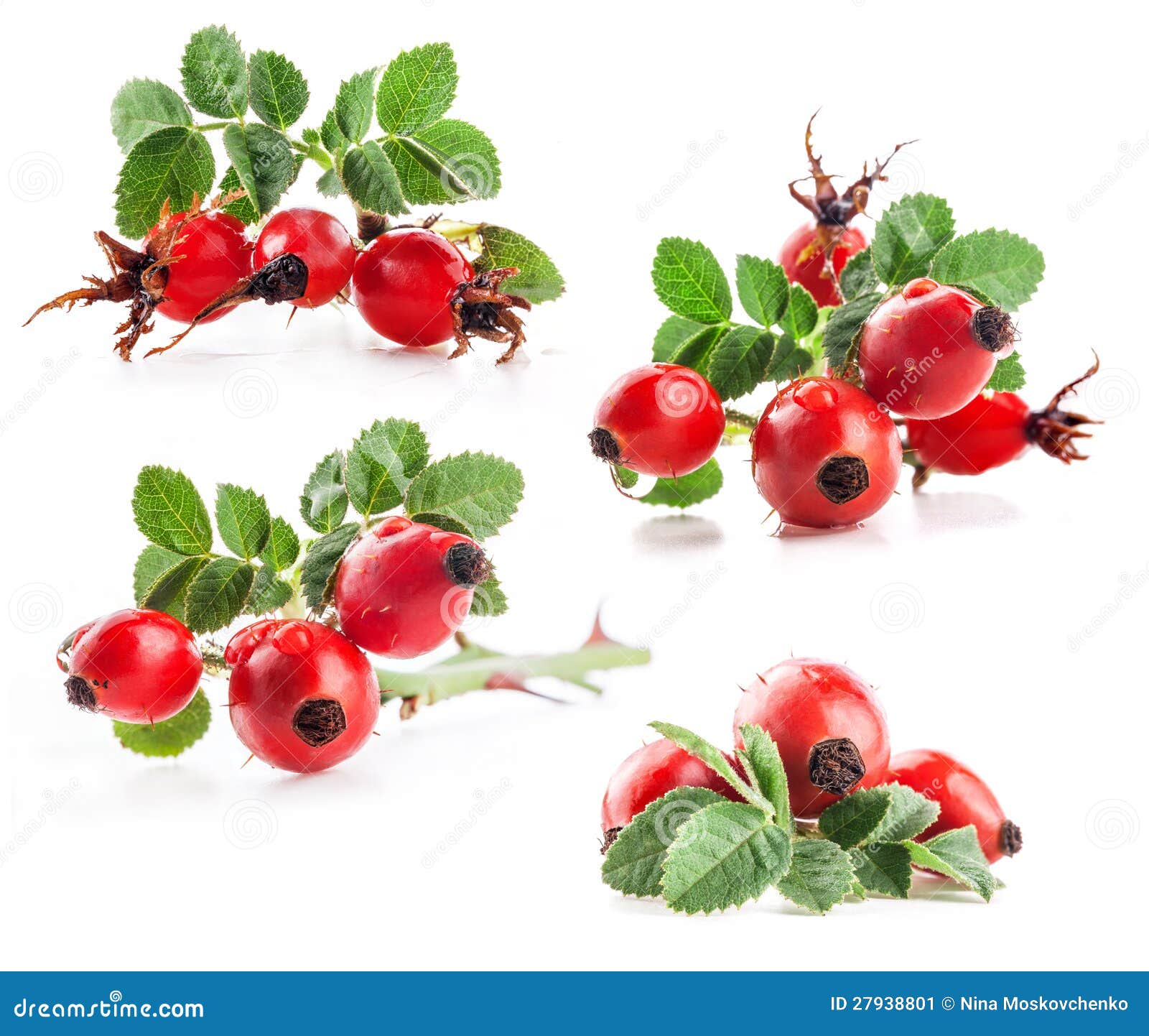 Ramassage de cynorrhodons image stock. Image du transitoire - 27938801