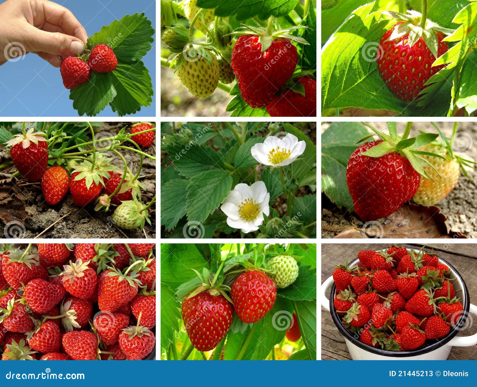 Ramassage de fraises image stock. Image du frais, fleuraison - 21445213