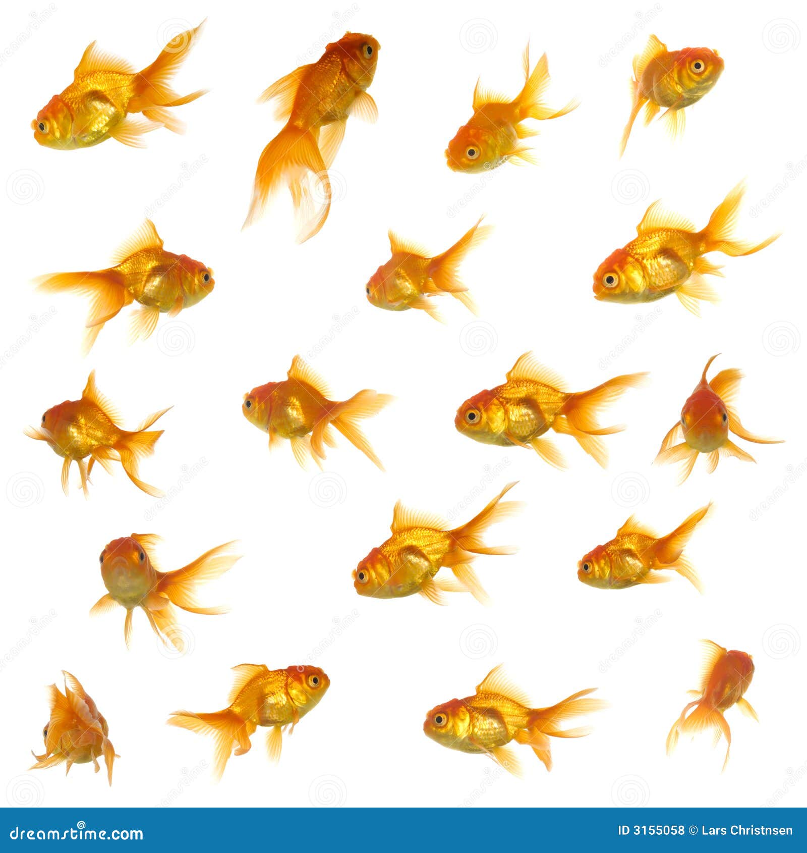 Ramassage de poissons d'or photo stock. Image du goldfish - 3155058