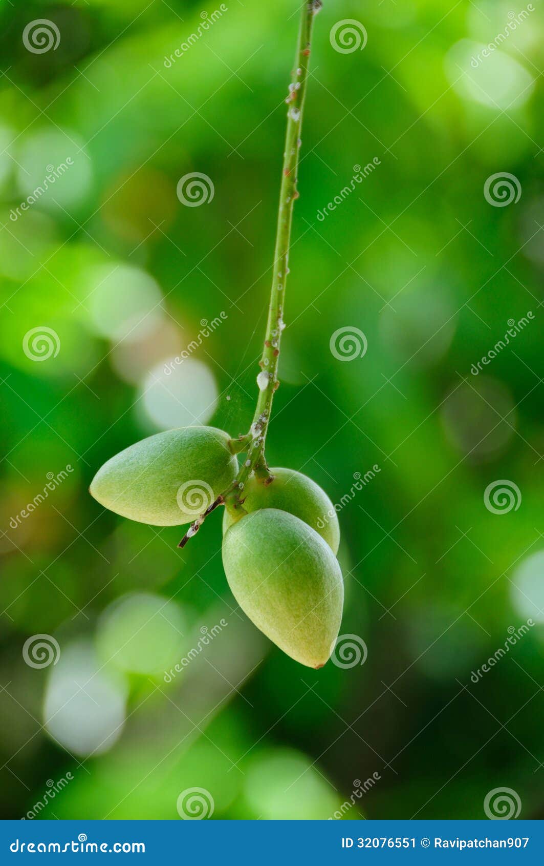 Rambai stock image. Image of wait, nellow, oriental, plant - 32076551