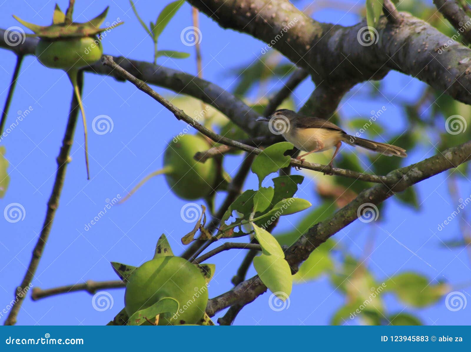 Rambai Fruit stock image. Image of sour, tastes, green - 123945883