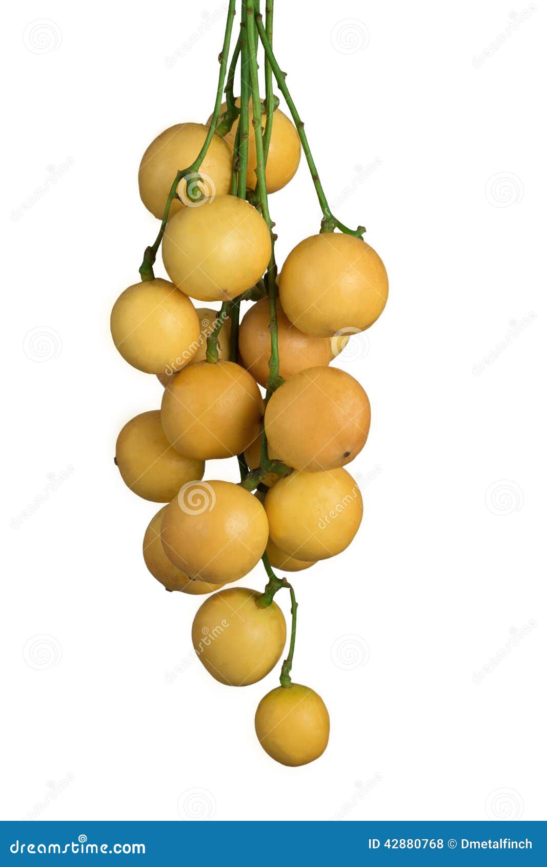 Rambai fruit stock photo. Image of rambai, plant, sour - 42880768