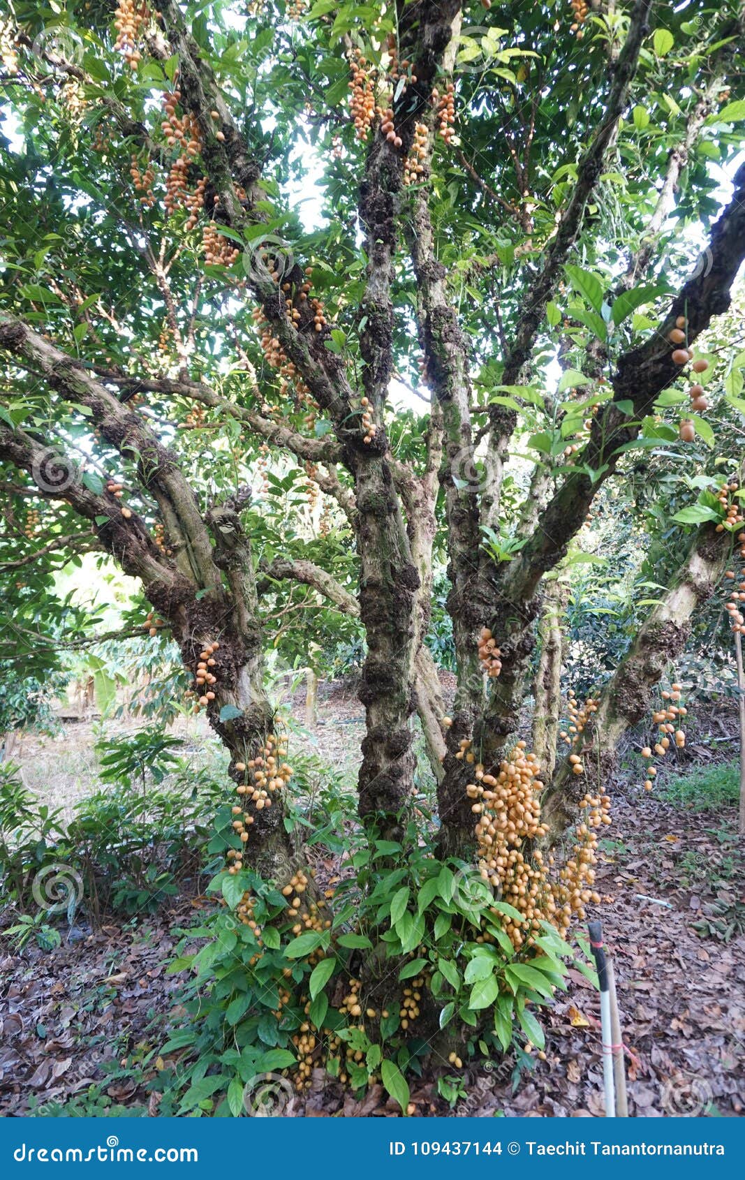 Rambeh fruit on tree stock photo. Image of ripe, juicy - 109437144