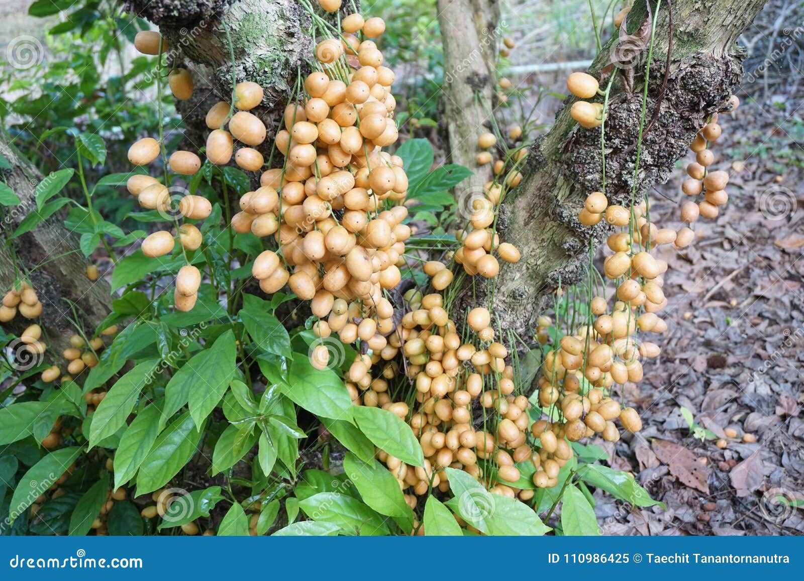 Rambeh fruit on tree stock image. Image of harvest, plant - 110986425