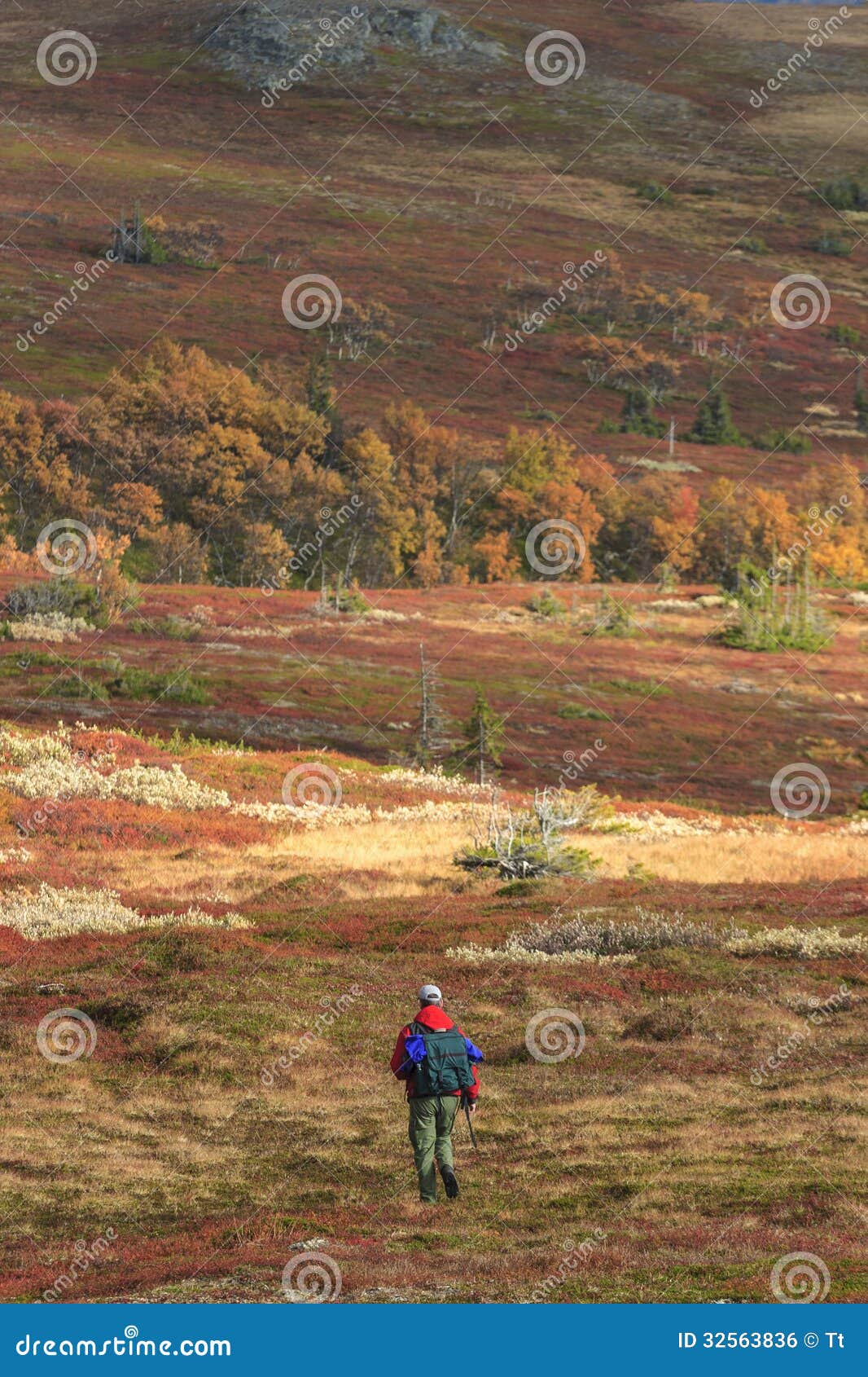 Rambler in the mountain stock photo. Image of autumn - 32563836