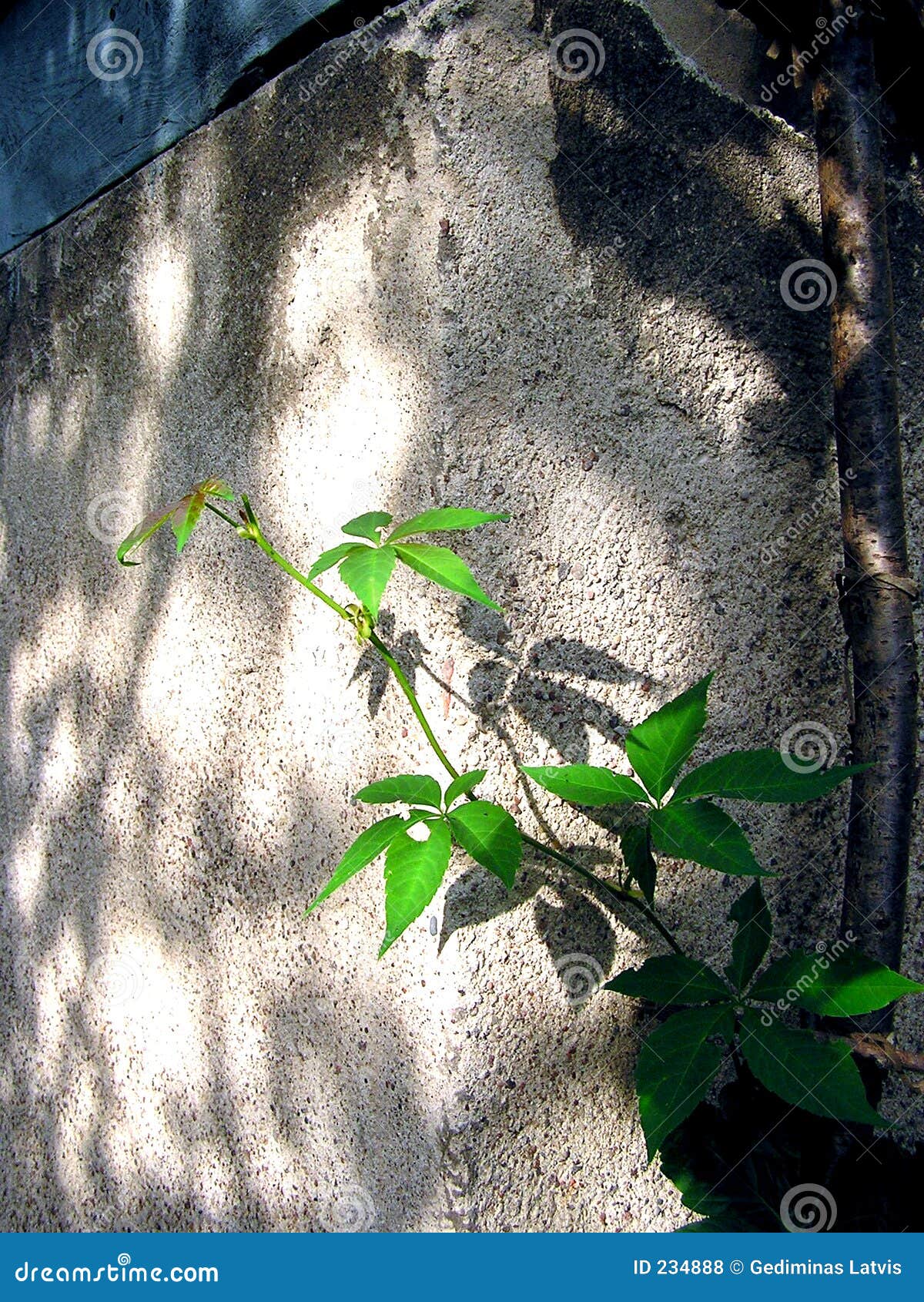 Rambling Plant Picture. Image: 234888