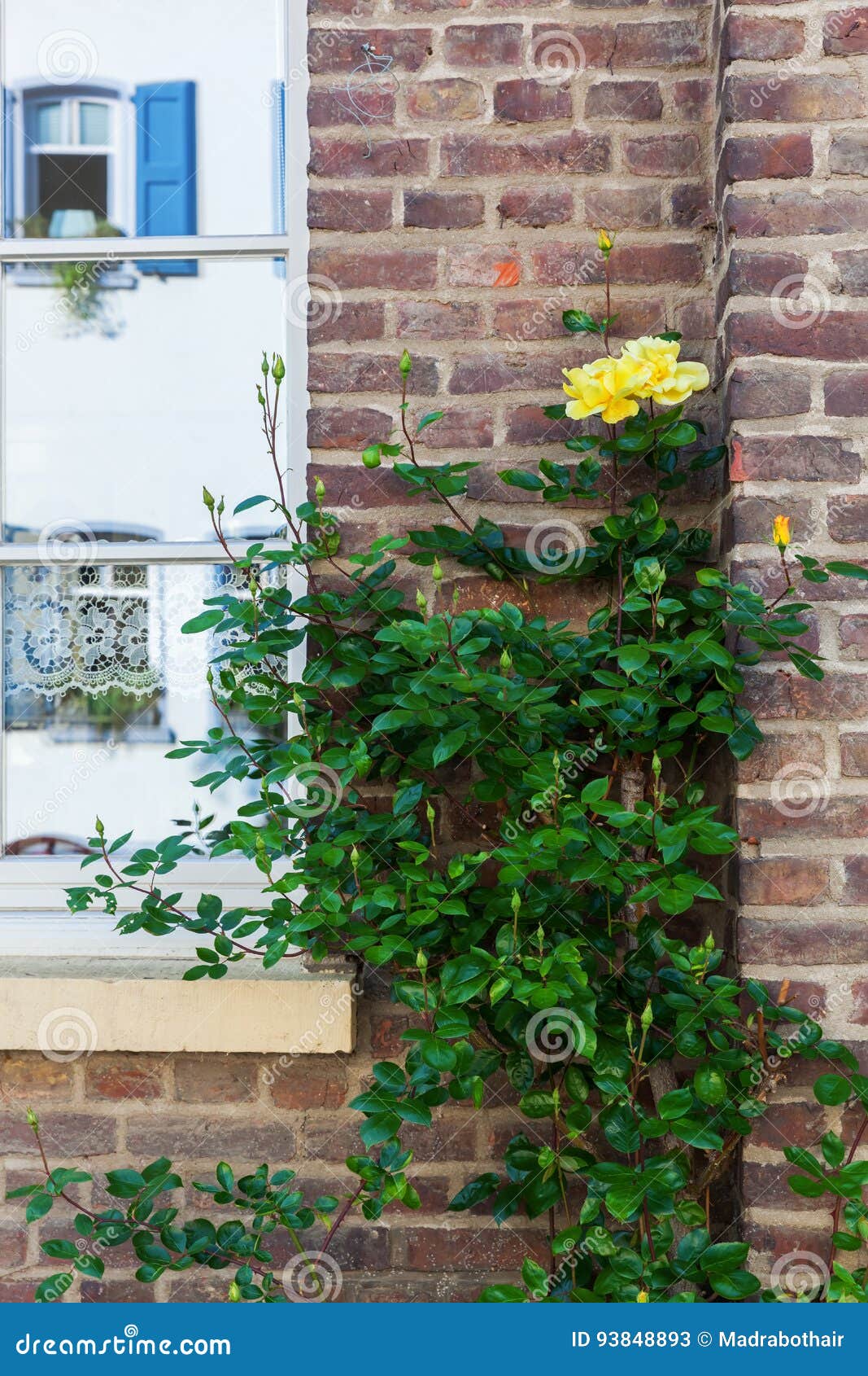 Rambling Rose at a House Wall Stock Image - Image of brick, bloom: 93848893