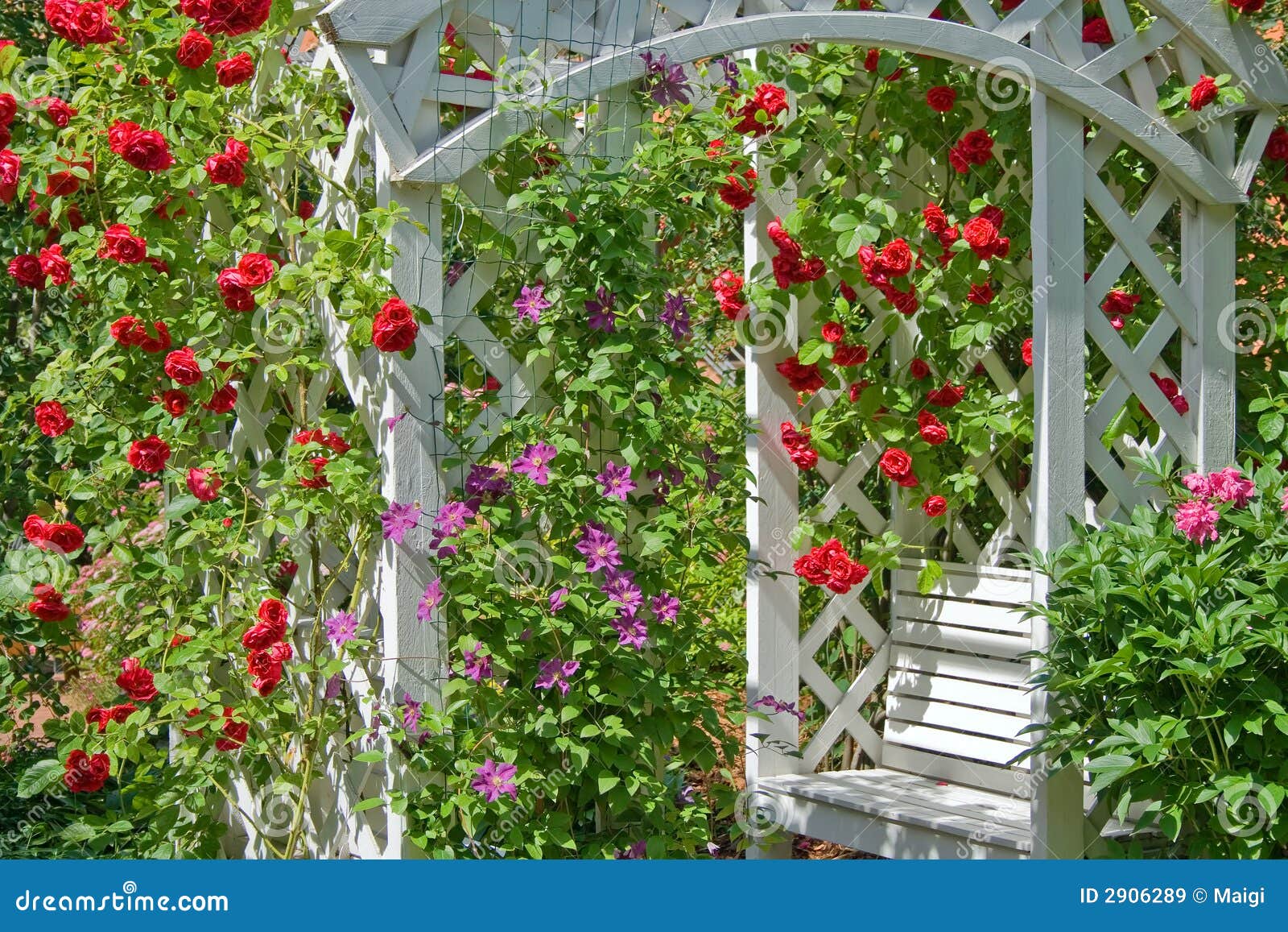 Rambling roses stock image. Image of romantic, blossom - 2906289