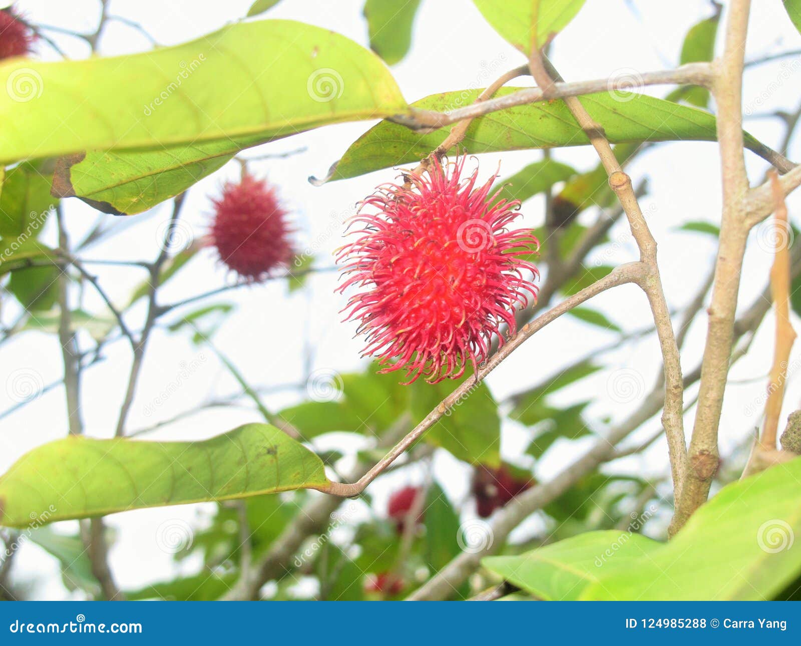 Rambotan stock photo. Image of fruits, rambotan, variety - 124985288