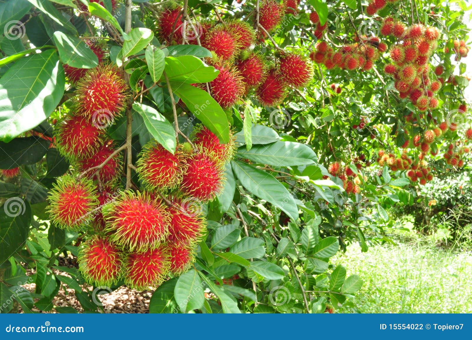 8,317 Ramboutan Rouge Photos libres de droits et gratuites de Dreamstime