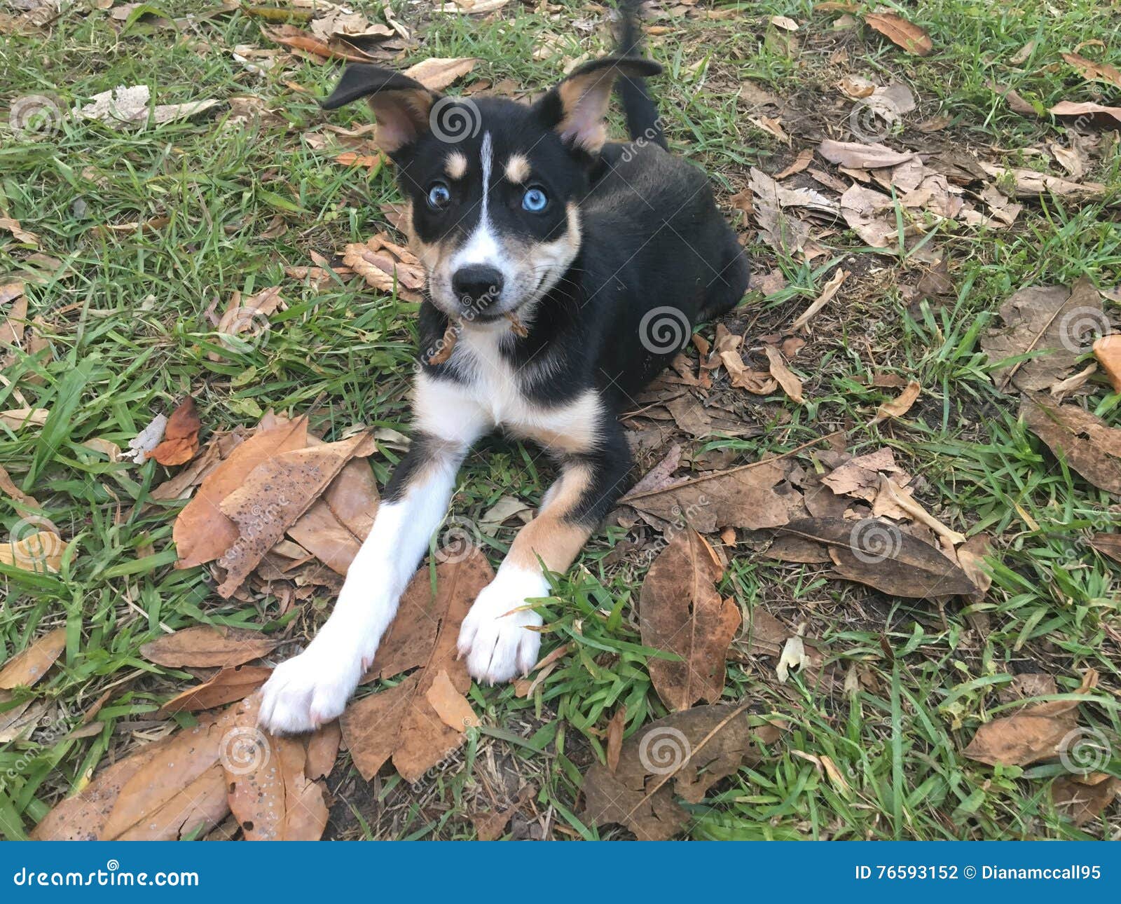 Rambunctious puppy stock photo. Image of rambunctious - 76593152