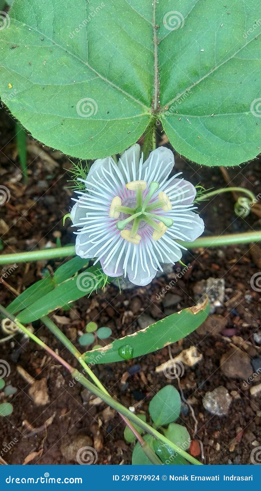 Flower Of Rambusa, Mini Passion Fruit Or Ermot (Passiflora Foetida ...