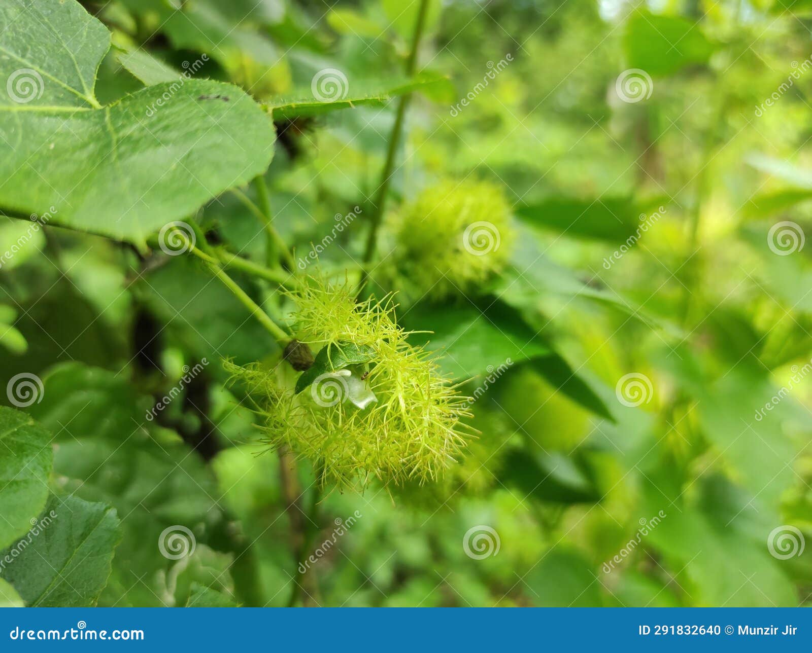 This is a Rambusa Fruit that Grows in Bush Forests Stock Photo - Image ...