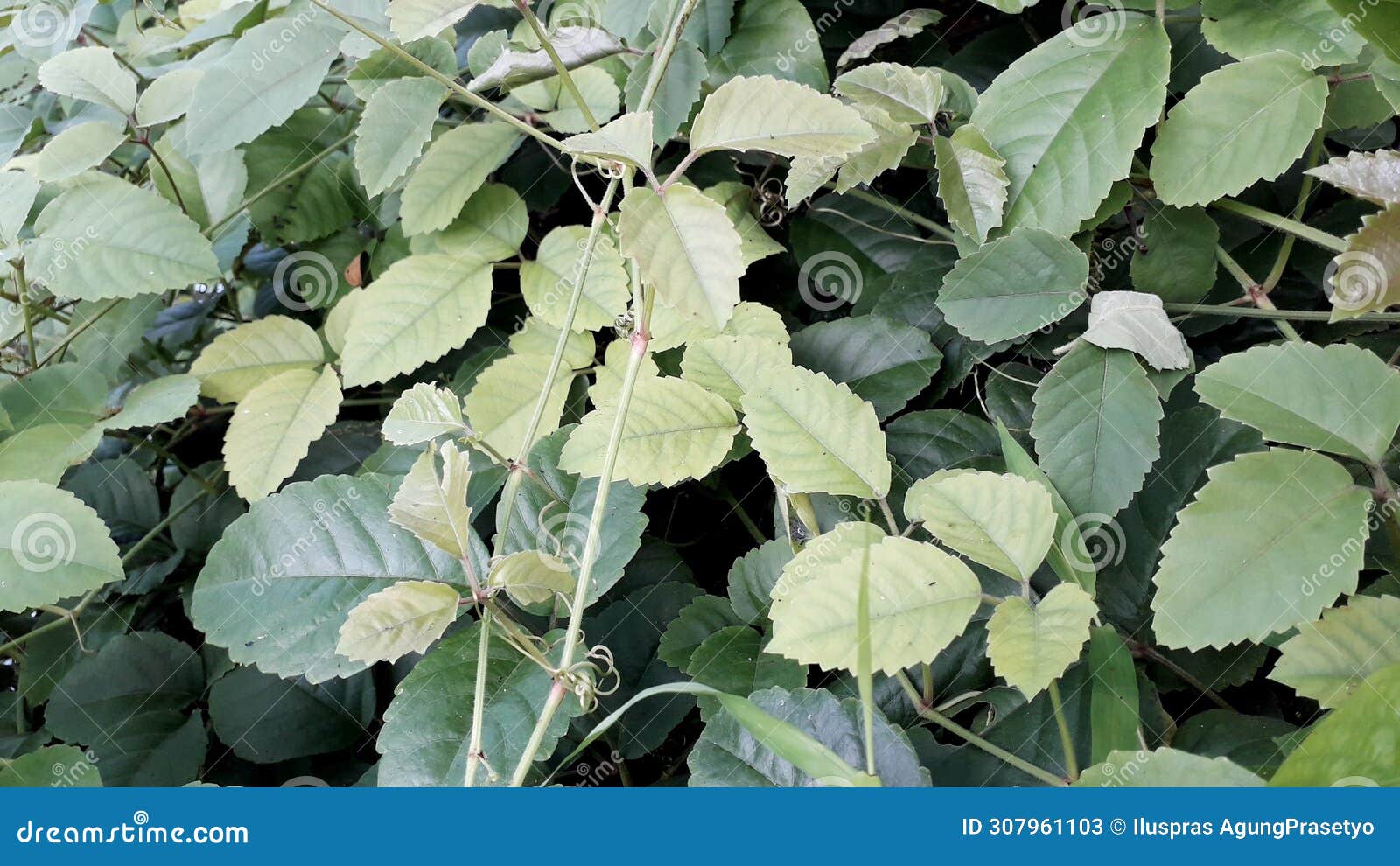 Rambusa Fruit Plant with Green Color Stock Image - Image of wildflower ...