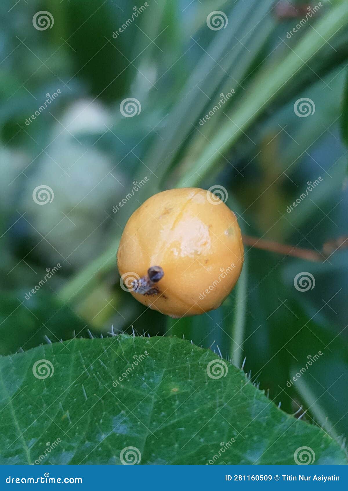 Rambusa, Markisa Mini or Ermot Stock Image - Image of eatable, twig ...