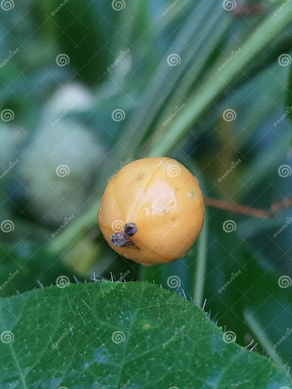 Rambusa, Markisa Mini or Ermot Stock Image - Image of eatable, twig ...